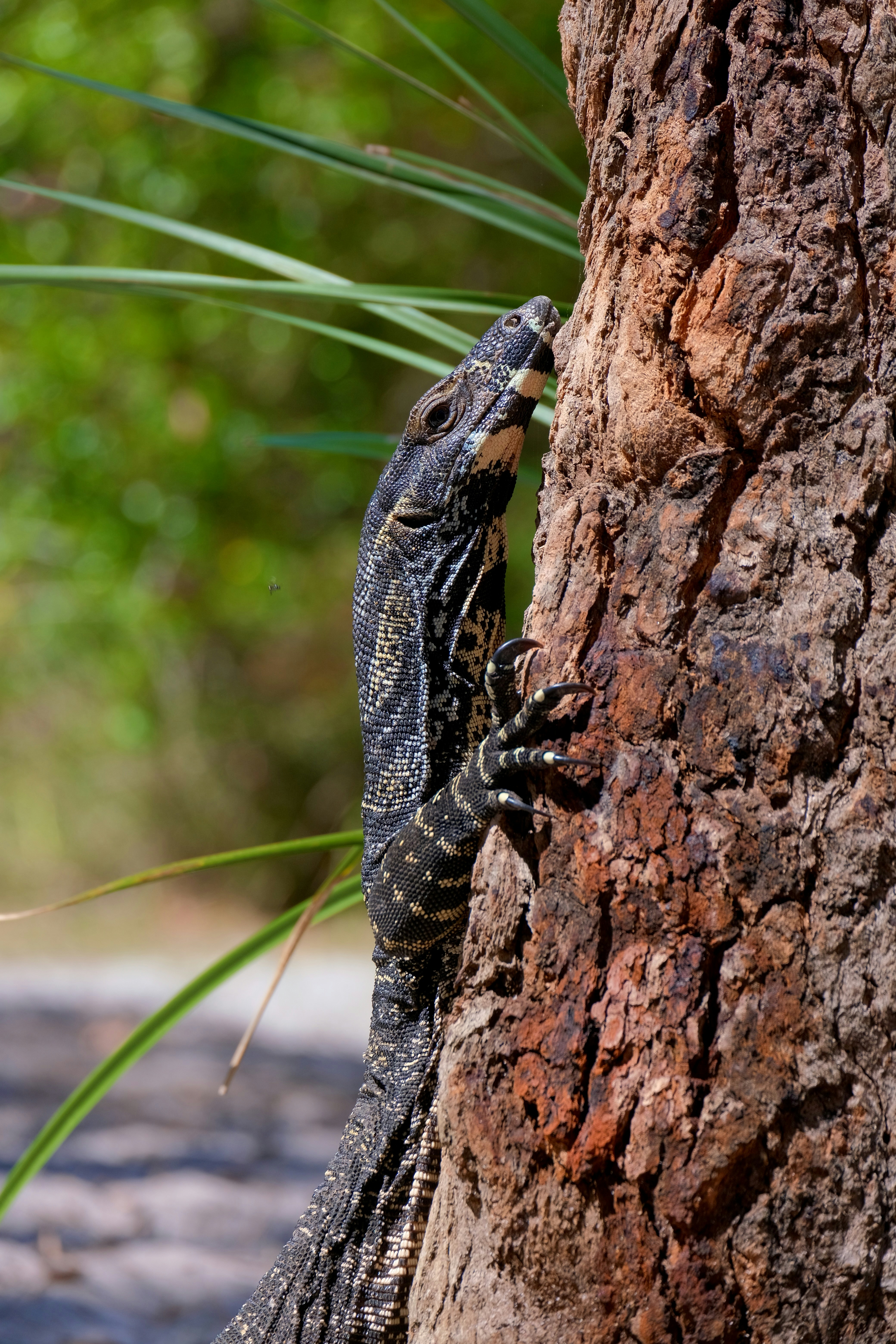 Raptor Cling: A Gaze Up the Bark