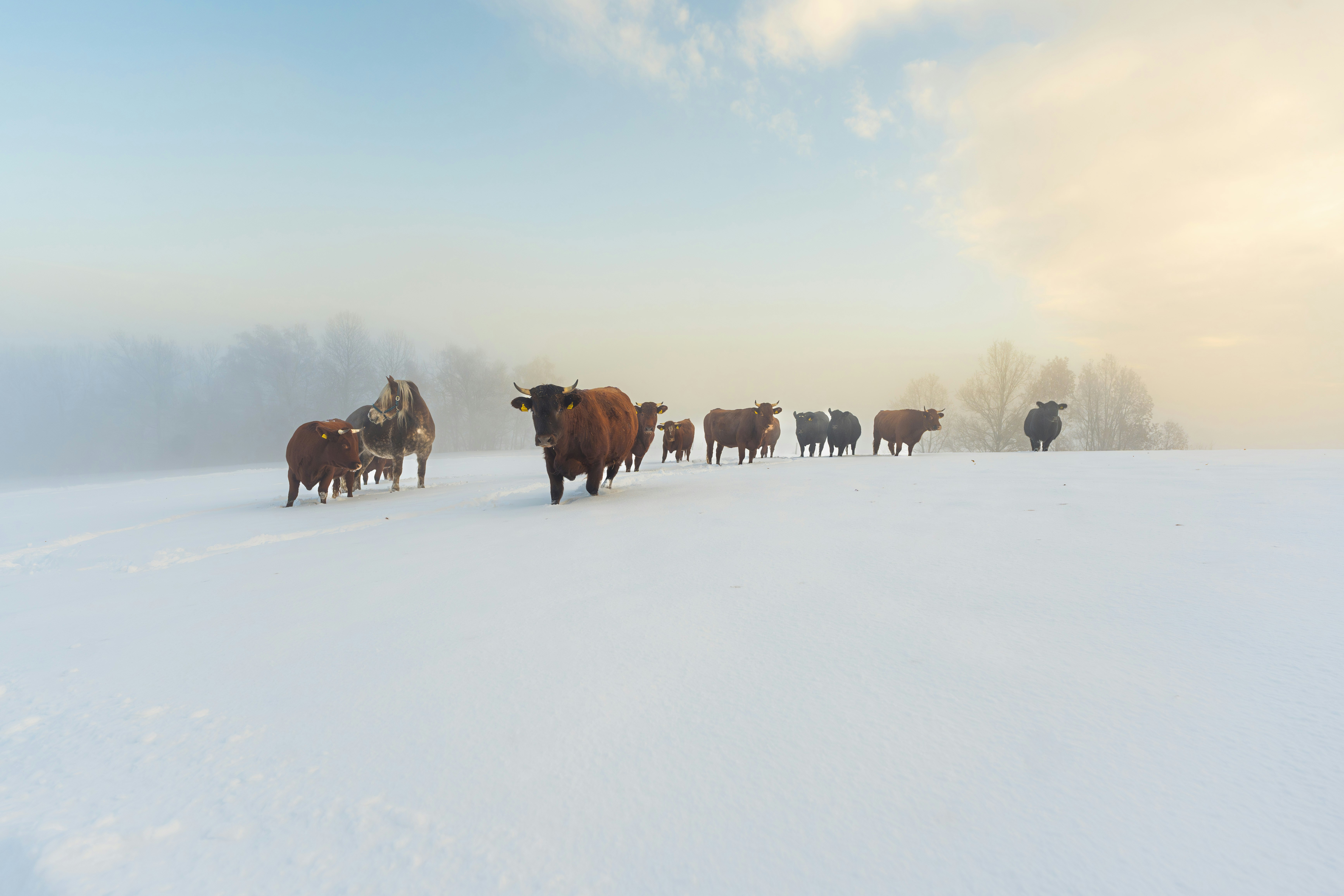 Herd in the Frost: Cattle Trek Across a Snow-Blanketed Plain at Dawn