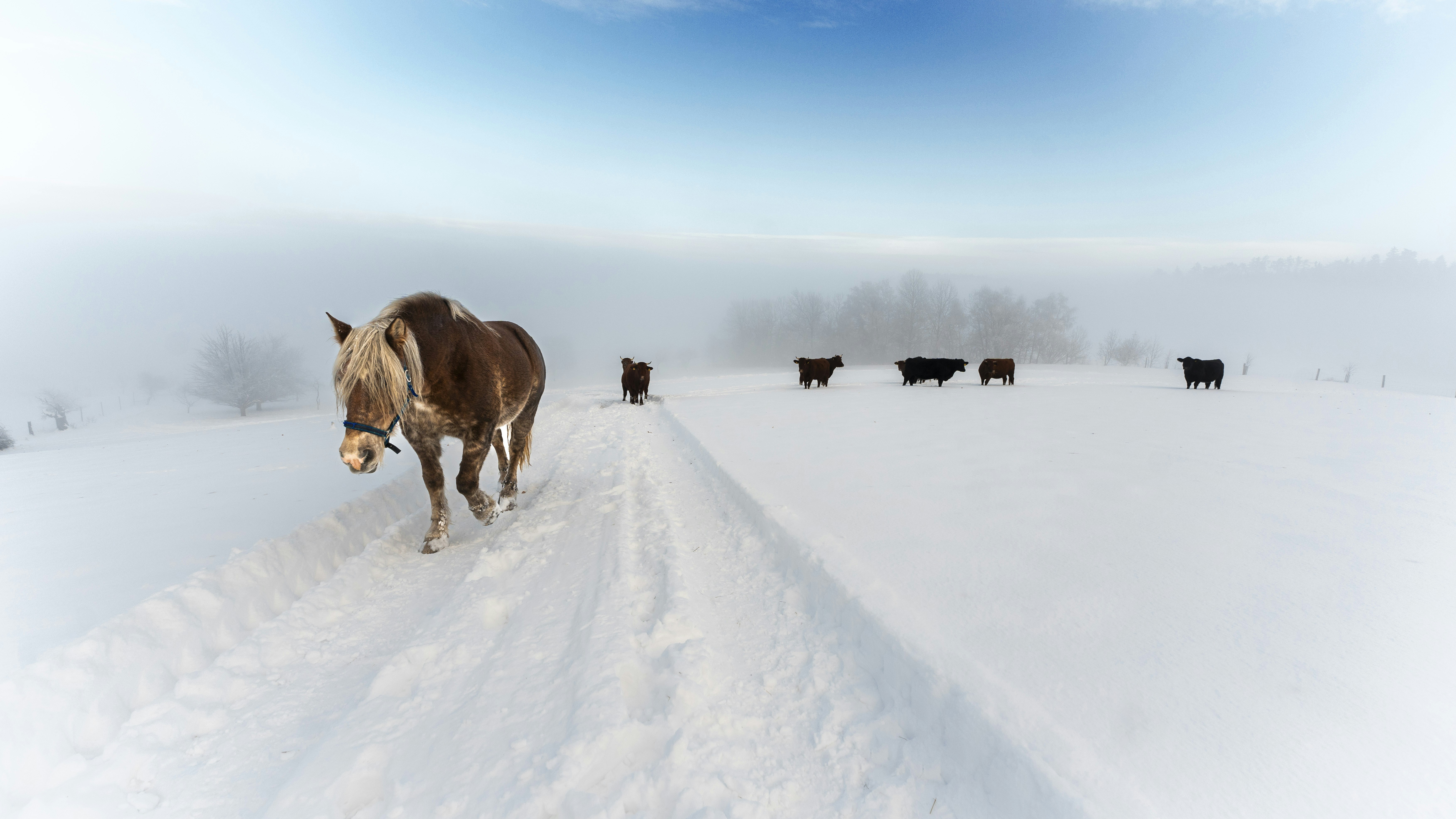 Lone Front Horse Guides a Snowbound Trail into the Mist