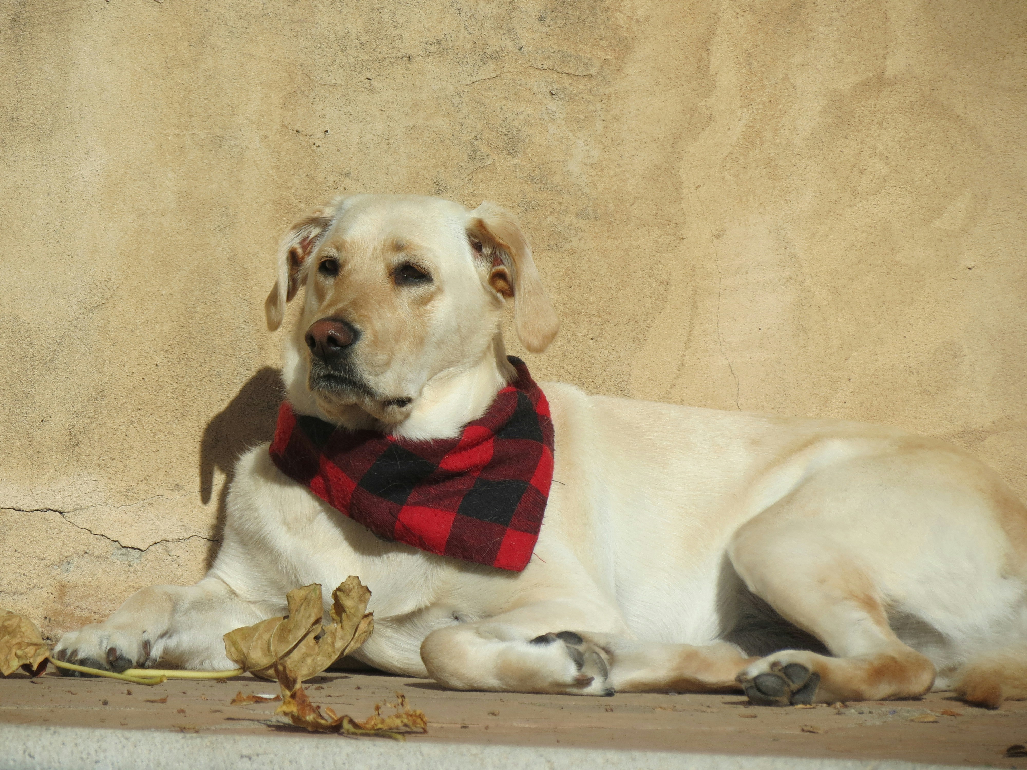 Labrador in a Red Plaid Scarf Resting by a Sunlit Wall