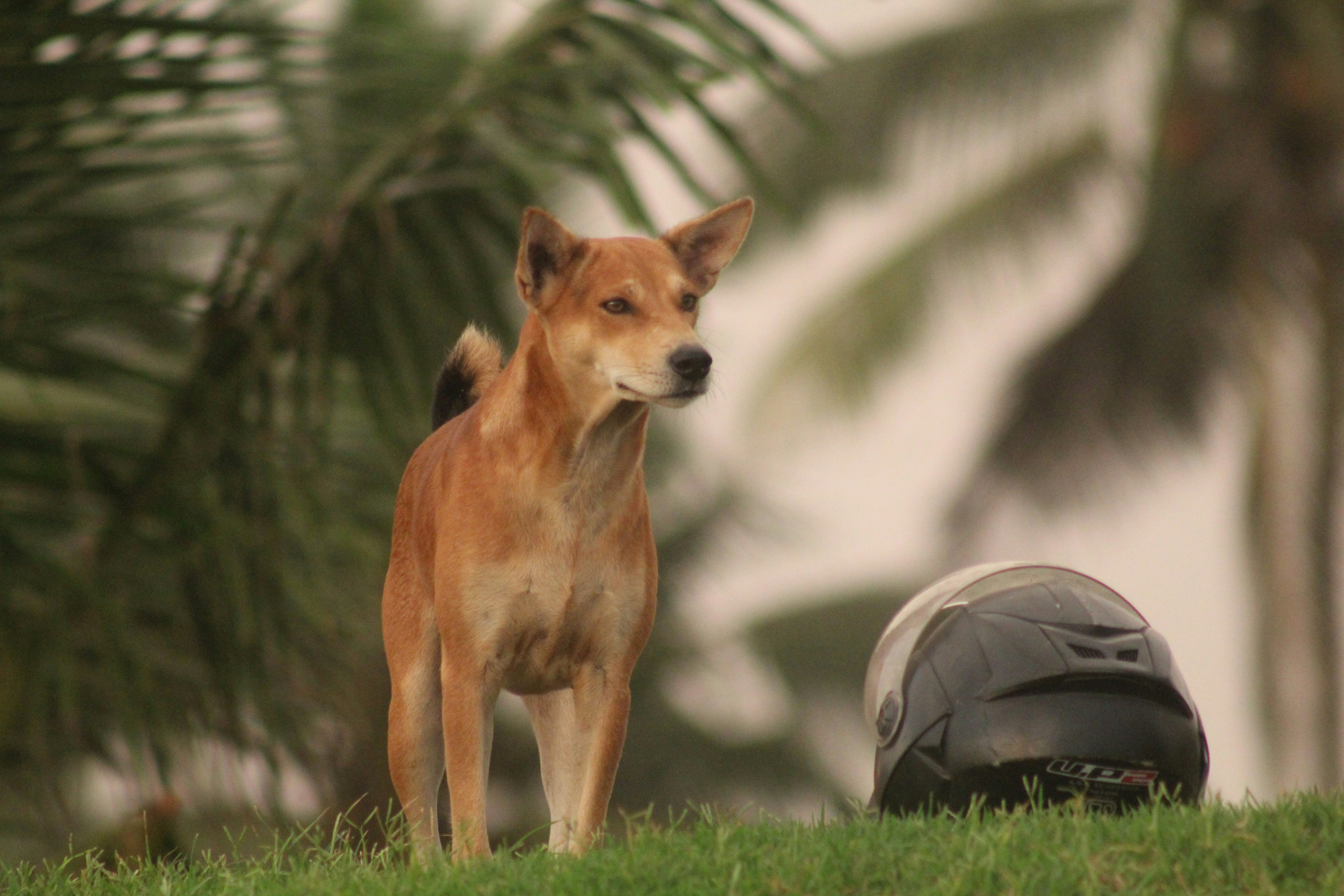 Watchful in the Grass: A lean hound beside a helmet in a sunlit park