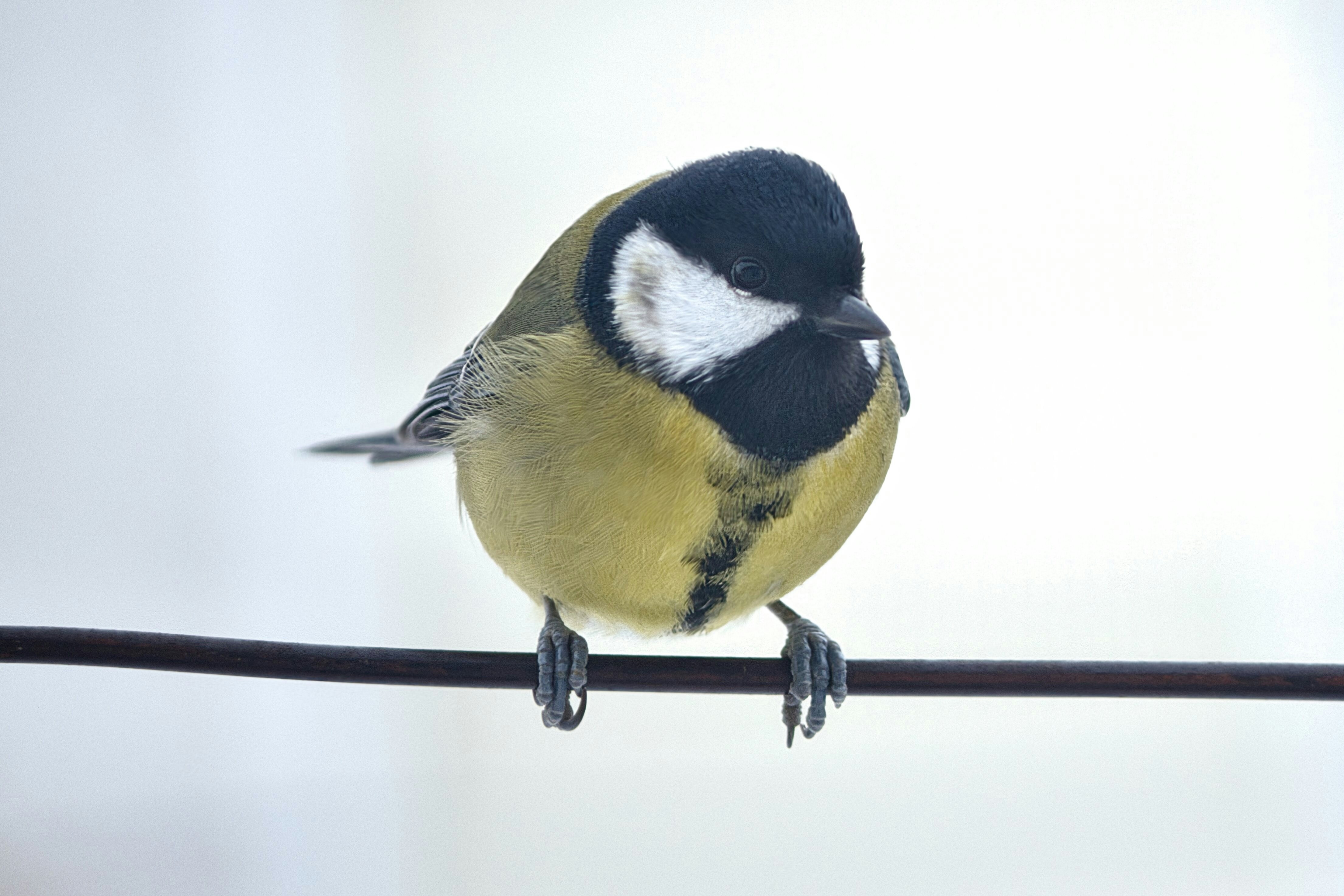 Winter Perch: Great Tit on a Slim Wire, Bold Contrast in Quiet Light