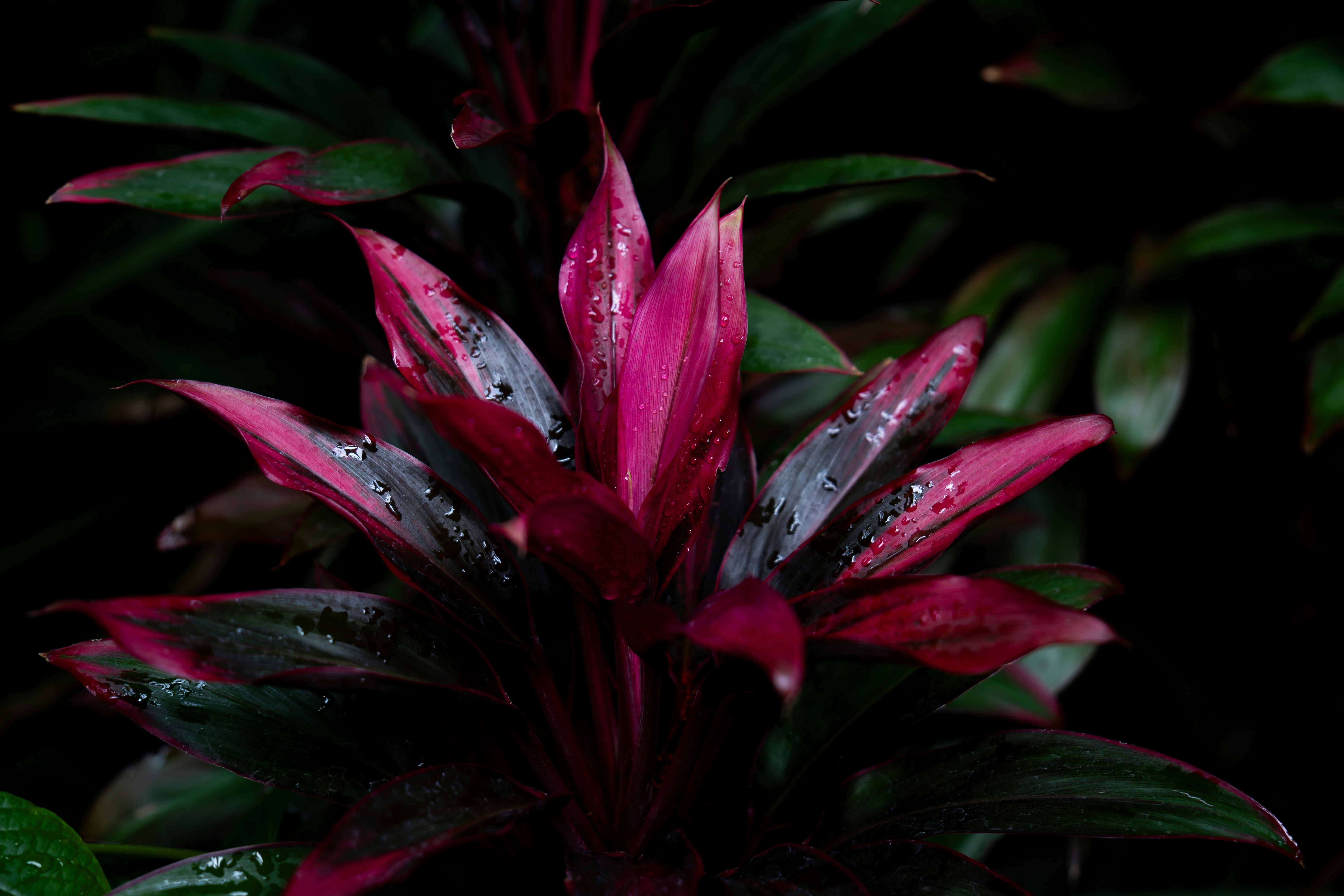 Crimson Crown: Dew on Magenta Leaves in Shadow