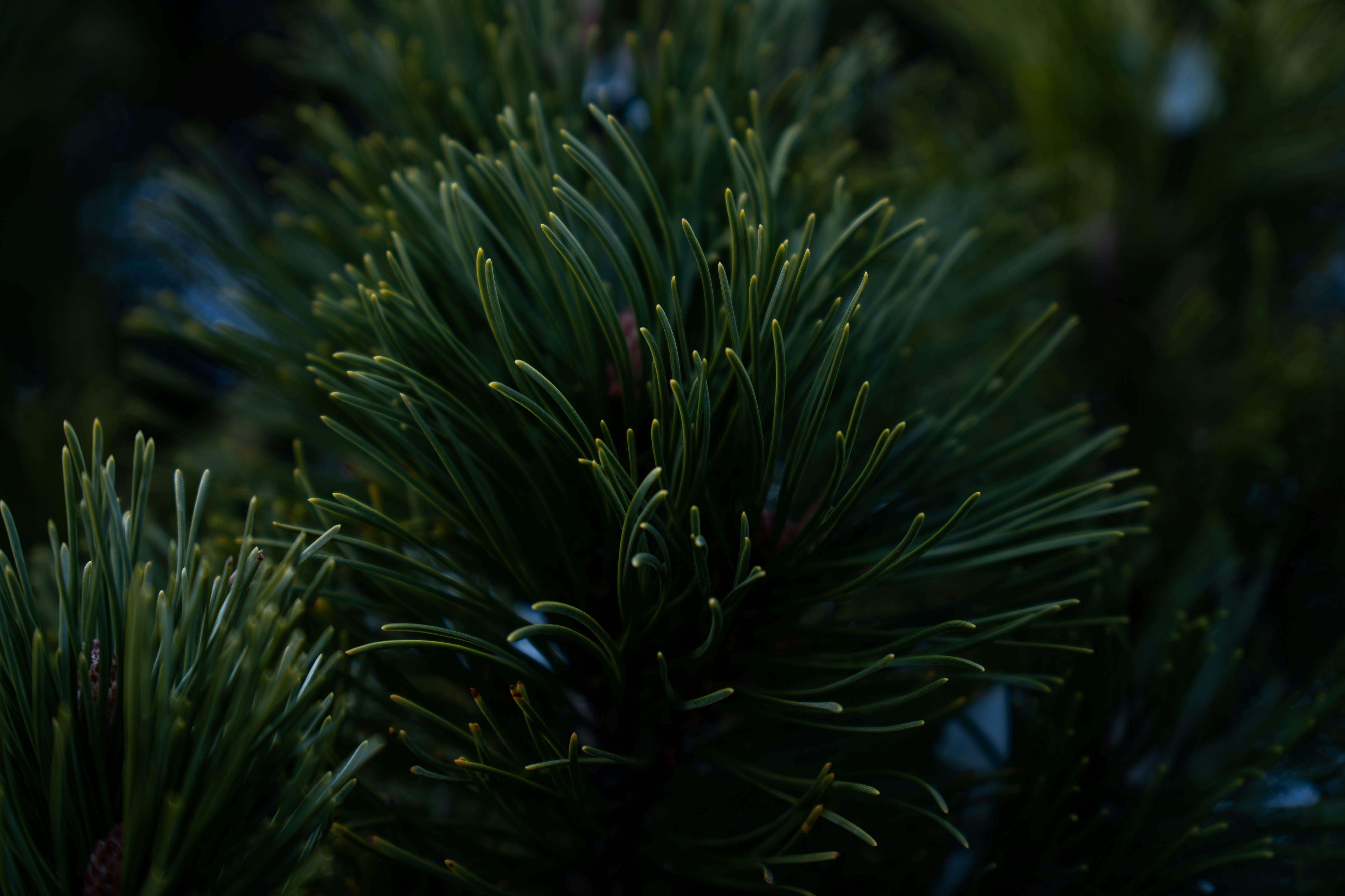 Midnight Green: A Close-Up of Pine Needles in Low Light