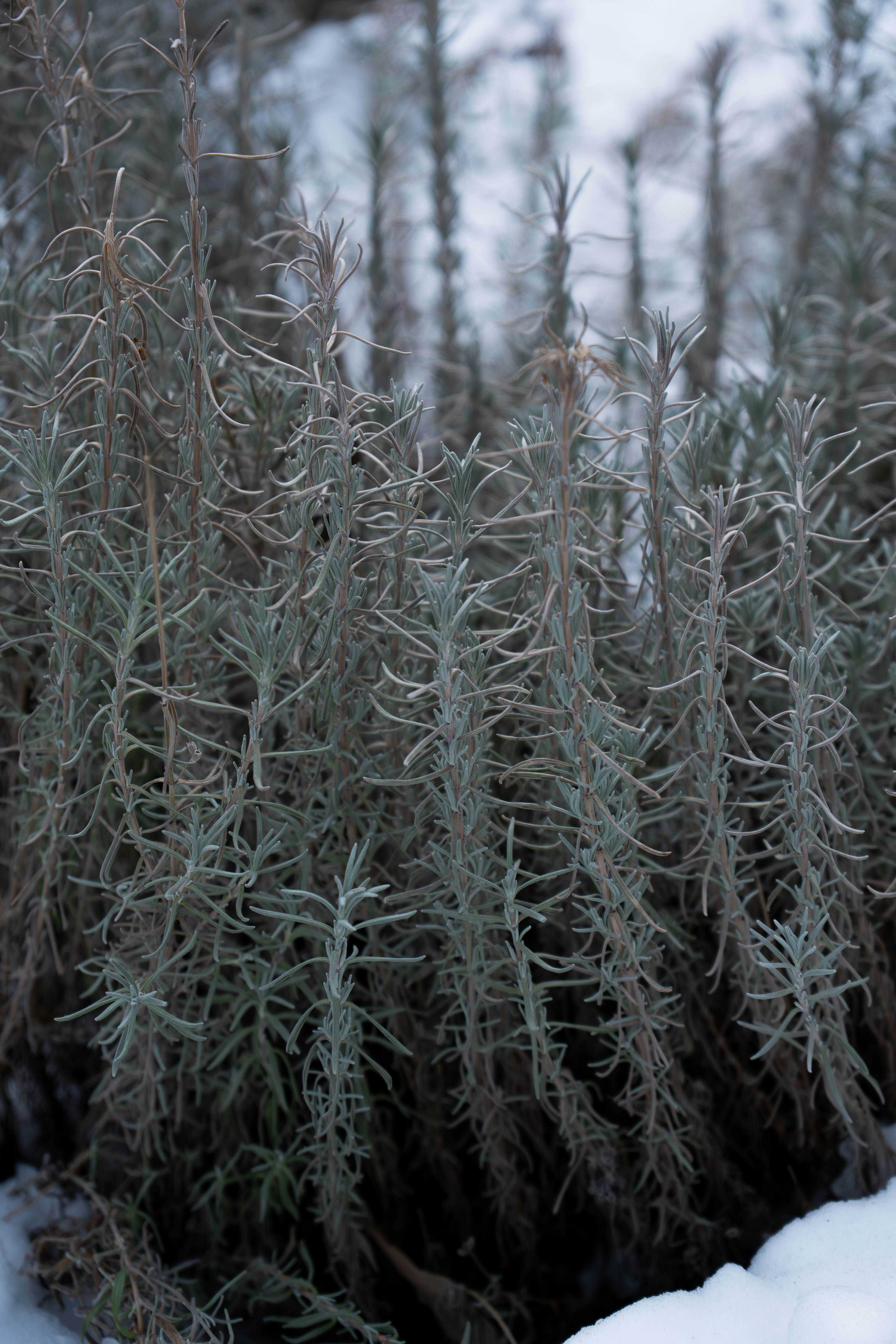 Frost-Kissed Lavender Sprouts in a Snowbound Field