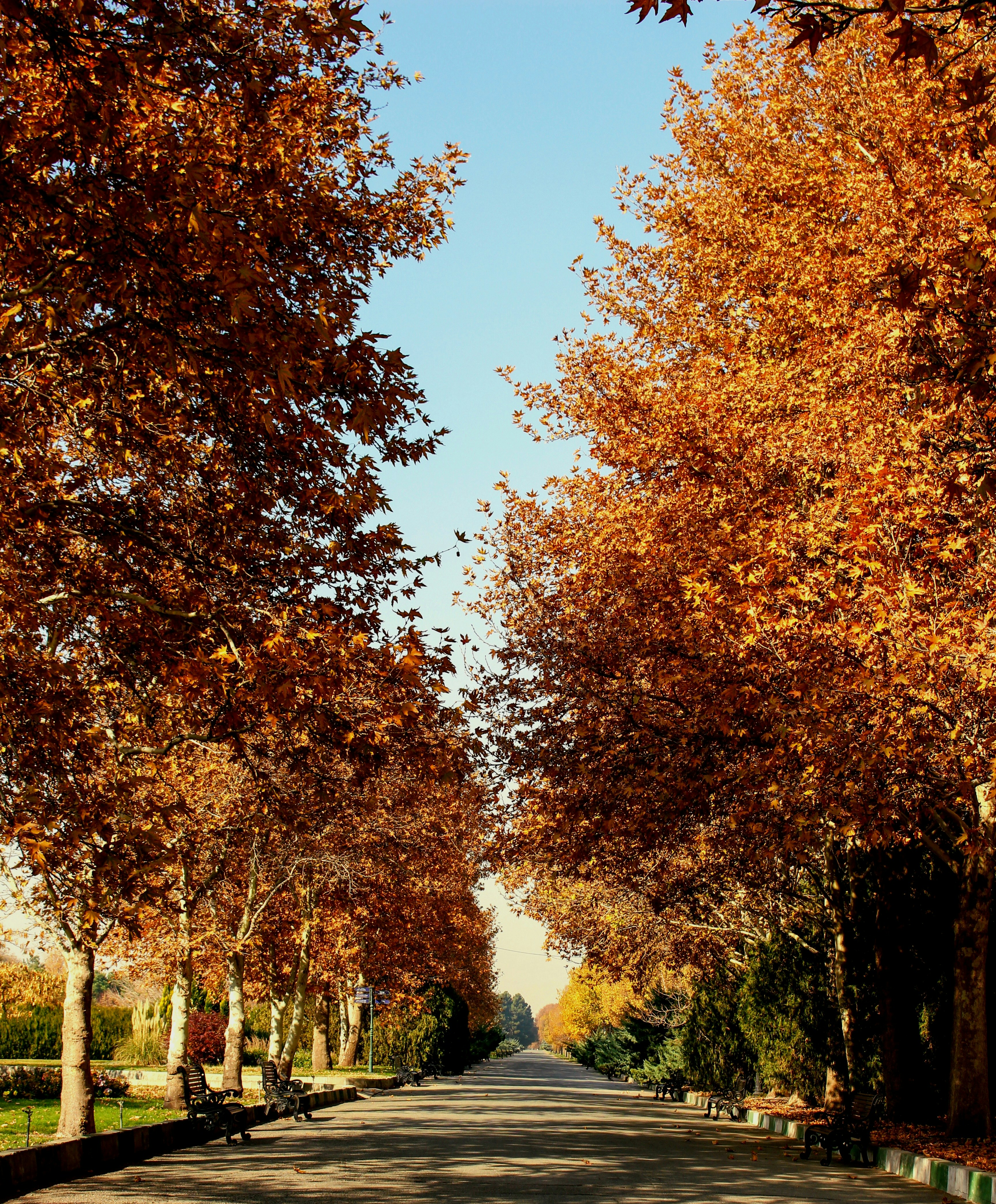 A tree lined street lined with benches and trees photo – Free Human ...