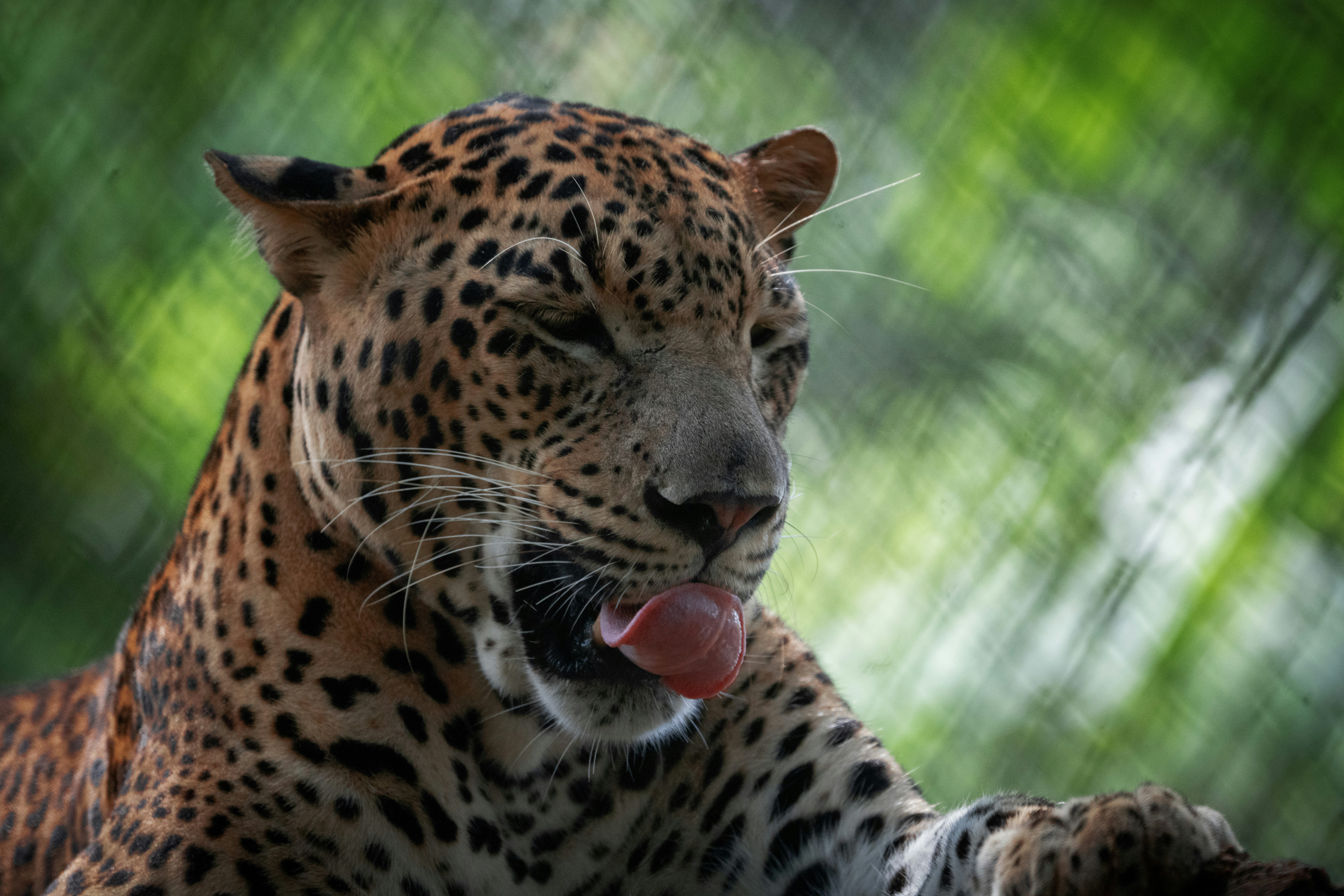 Leopard in a Gentle Pause: Tongue Silhouetted Against a Lush Blur