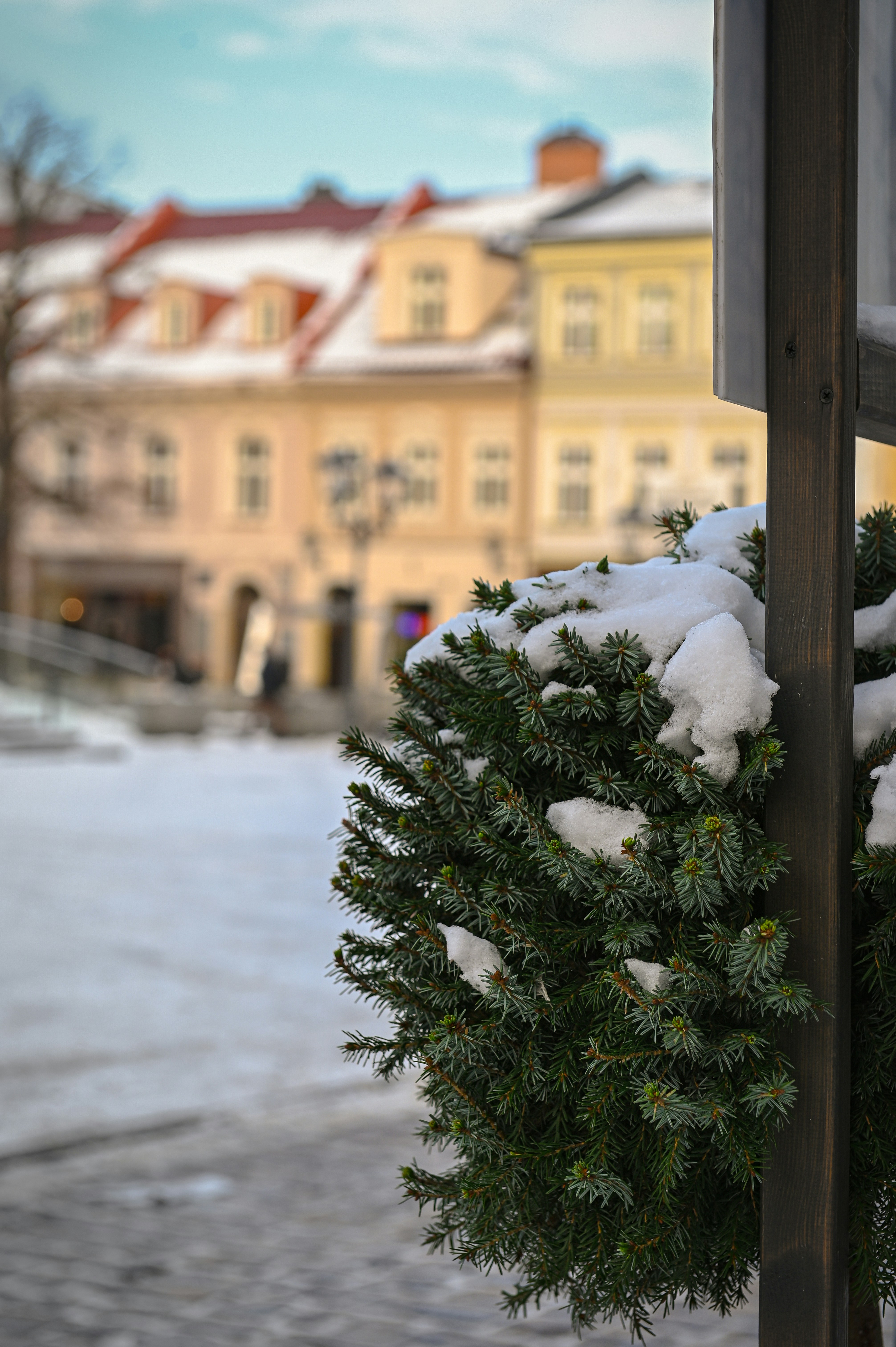 Snow-dusted evergreen frames a sunlit European plaza