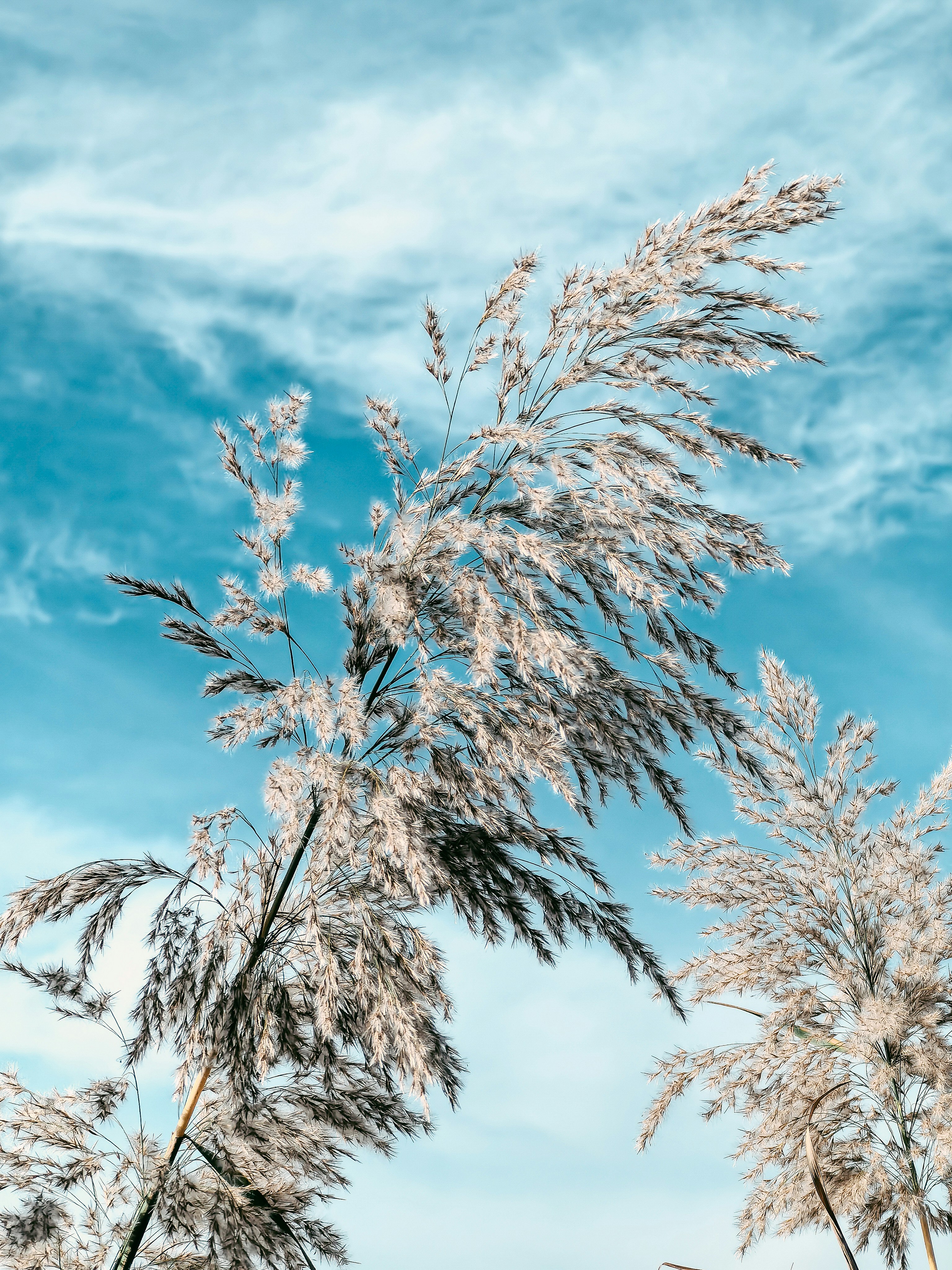 Reed Silhouettes Reaching Toward a Bright Sky