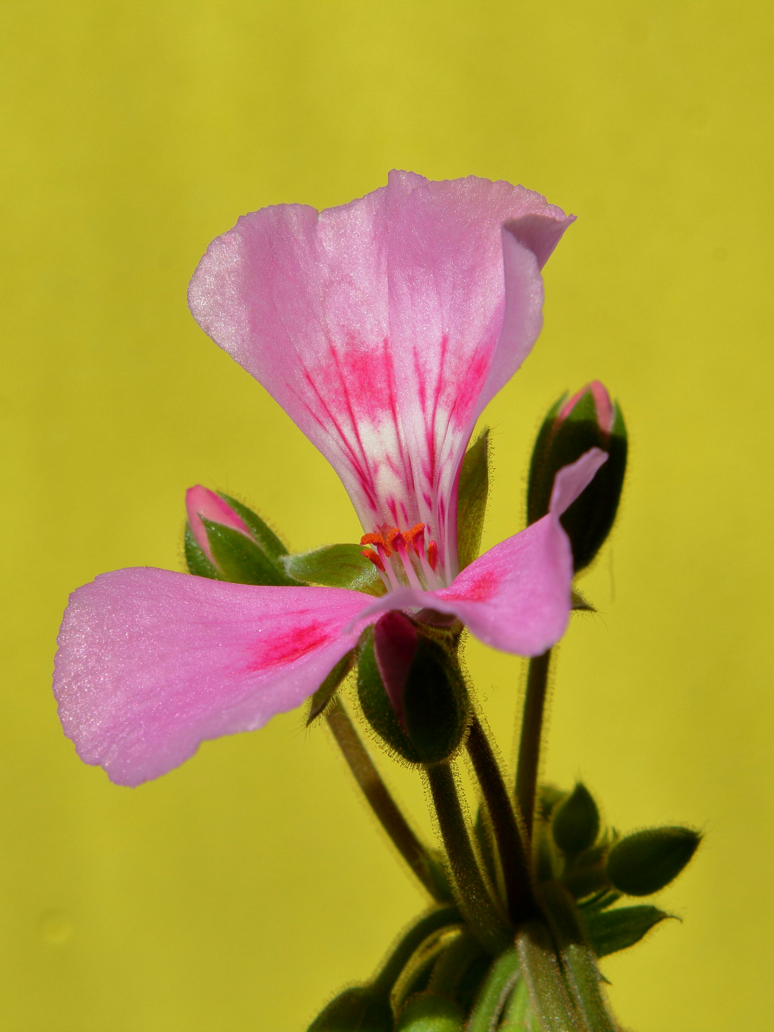 Photo by Mustafa akın with Canon EOS 1300D