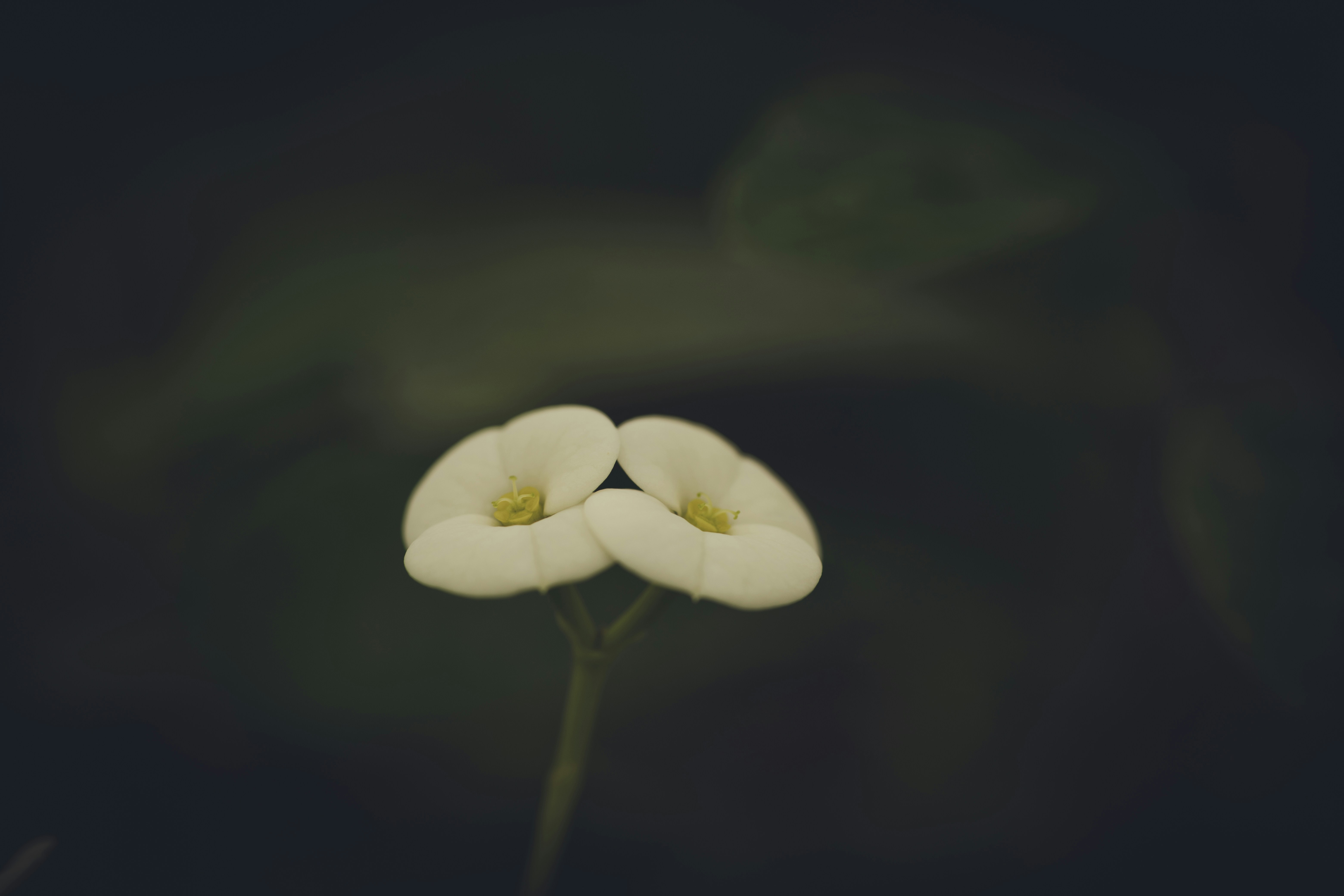 Whispering Petals: Dual Bloom in a Velvet Dark