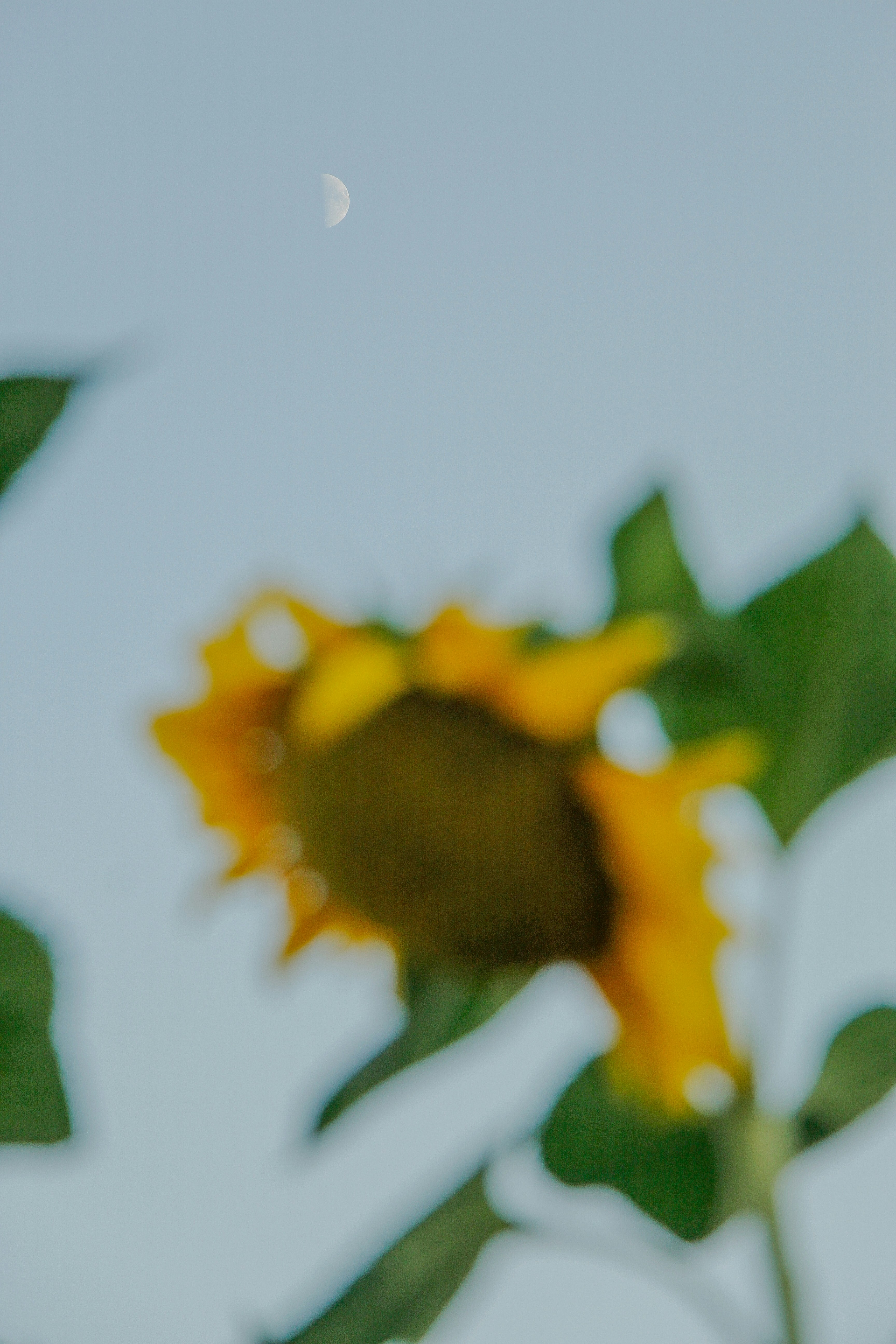 Crescent Above the Blur: A Sunflower in Soft Focus Under a Clear Sky