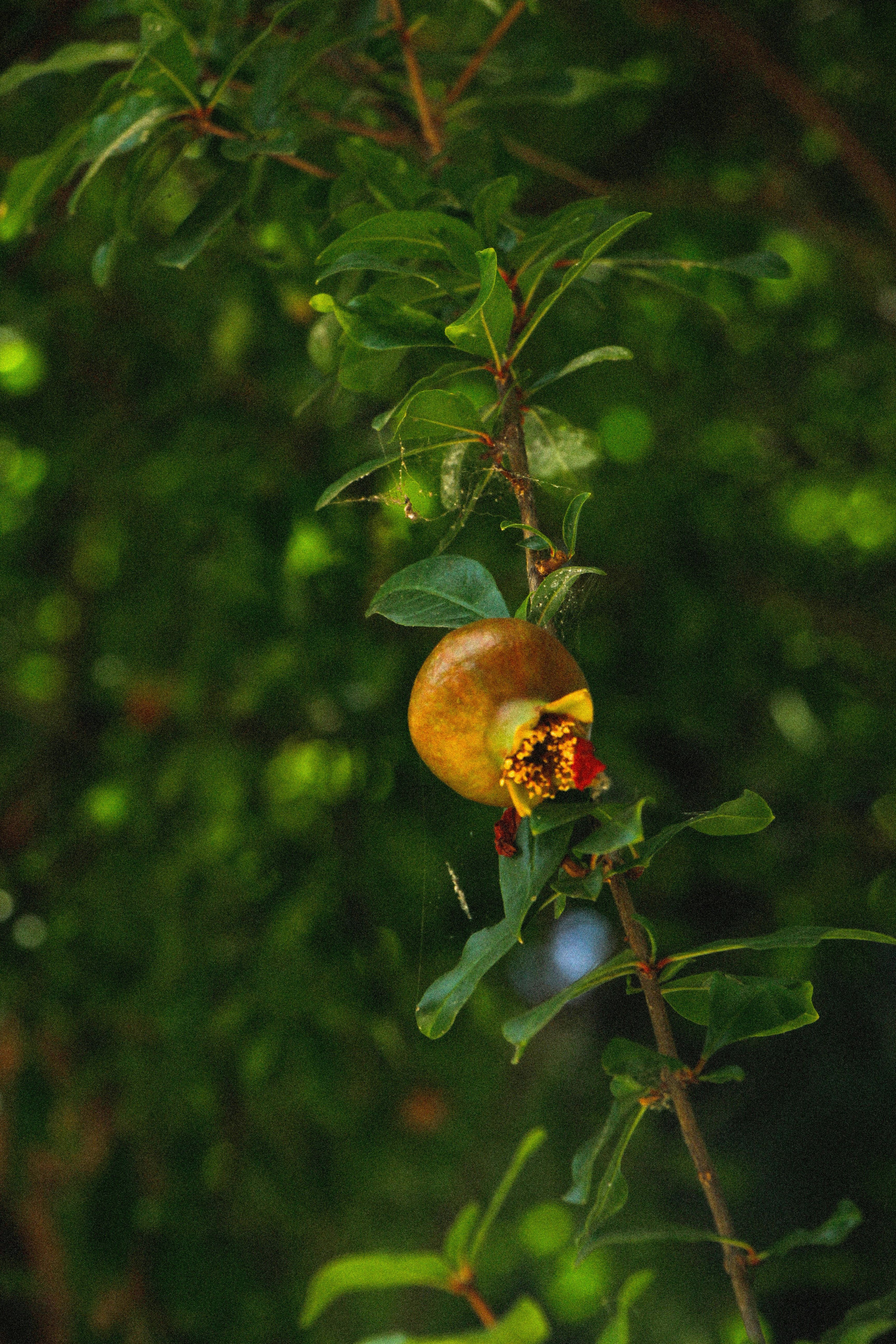Amber Pomegranate on a Delicate Branch Amid Emerald Foliage