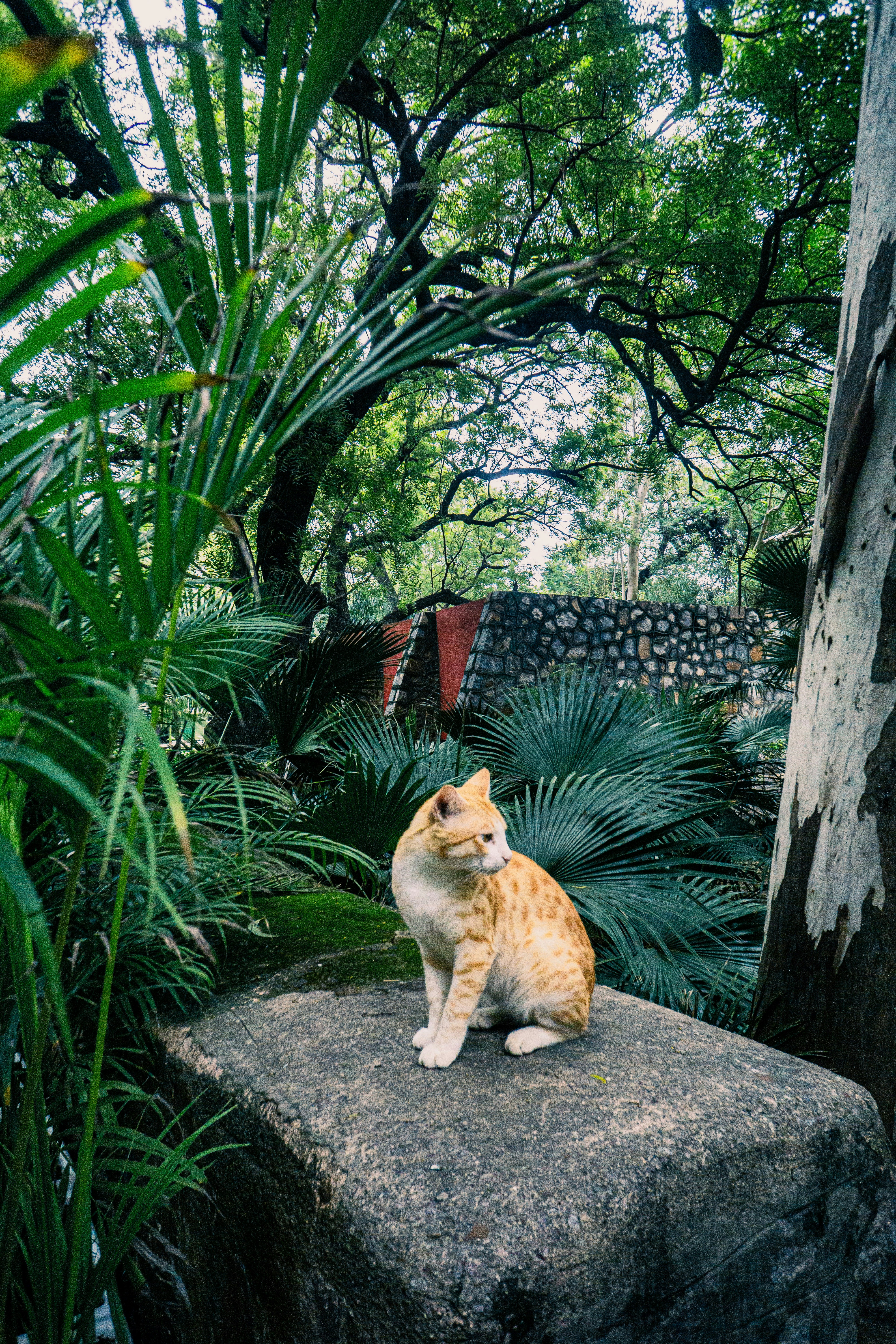 Ginger Cat on a Mossy Rock Beneath a Canopy of Tropical Garden Foliage