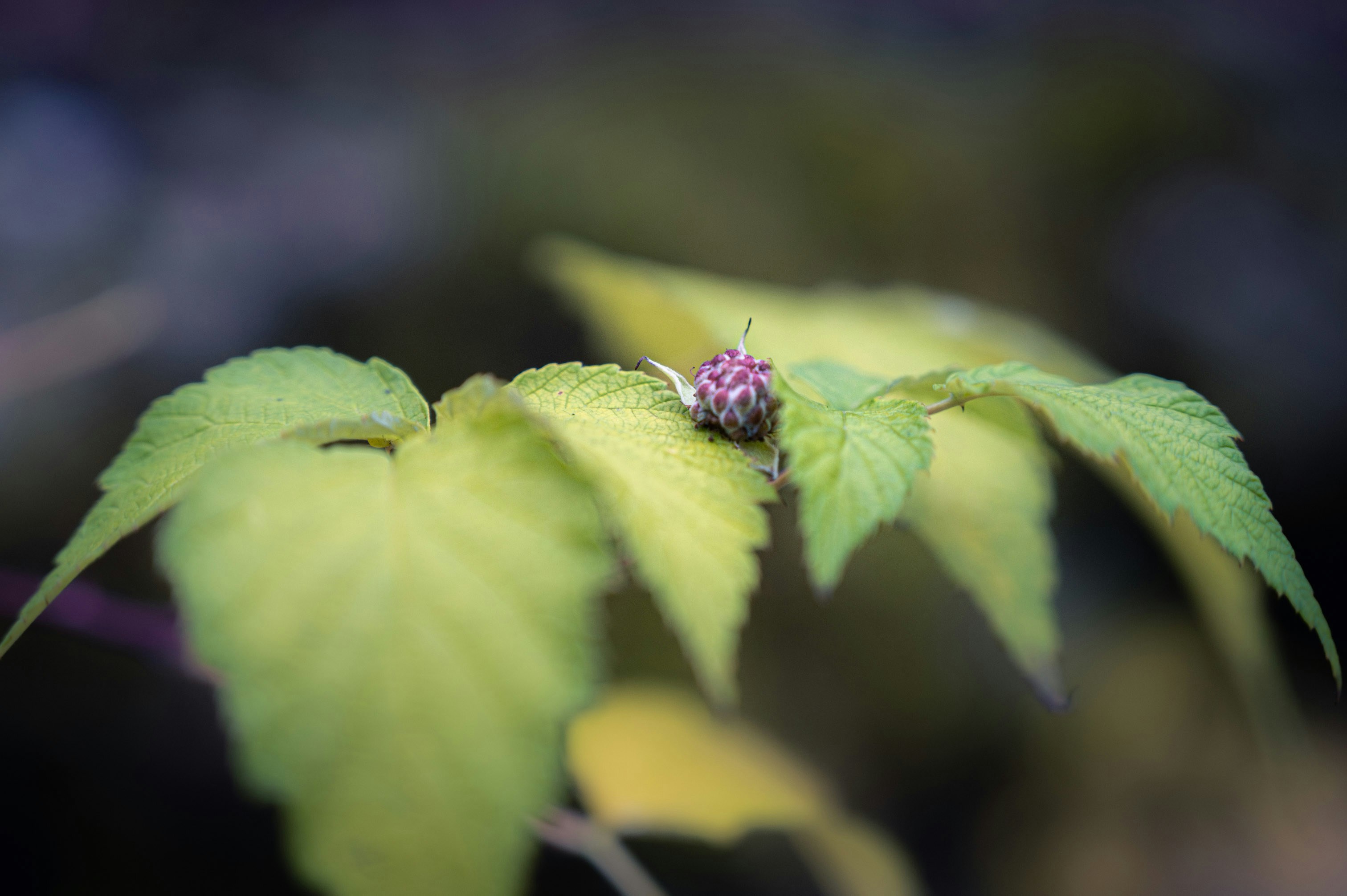 Tiny Crown on a Leaf: A Macro Moment