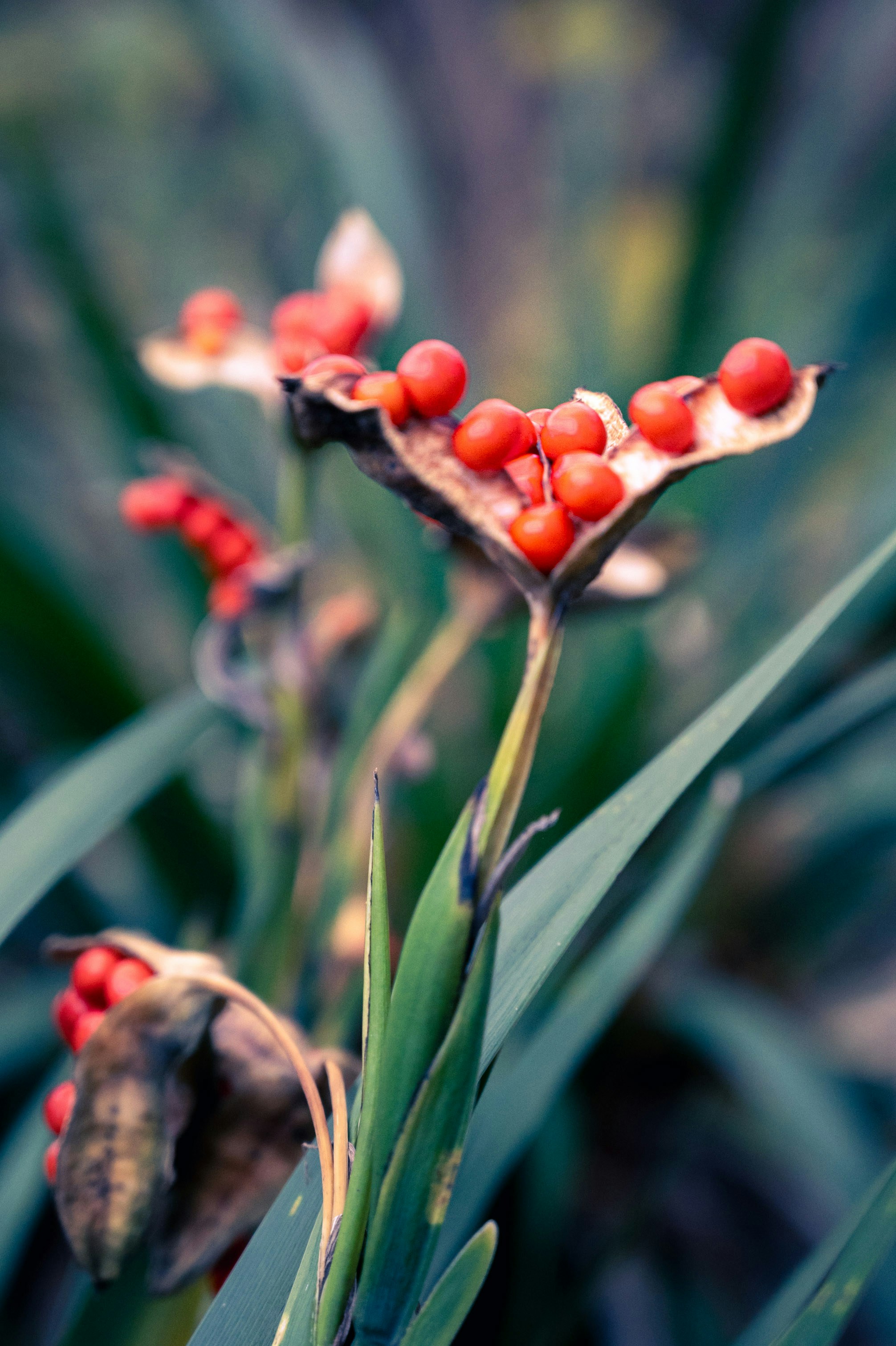 Crimson Cluster at the Edge of Focus