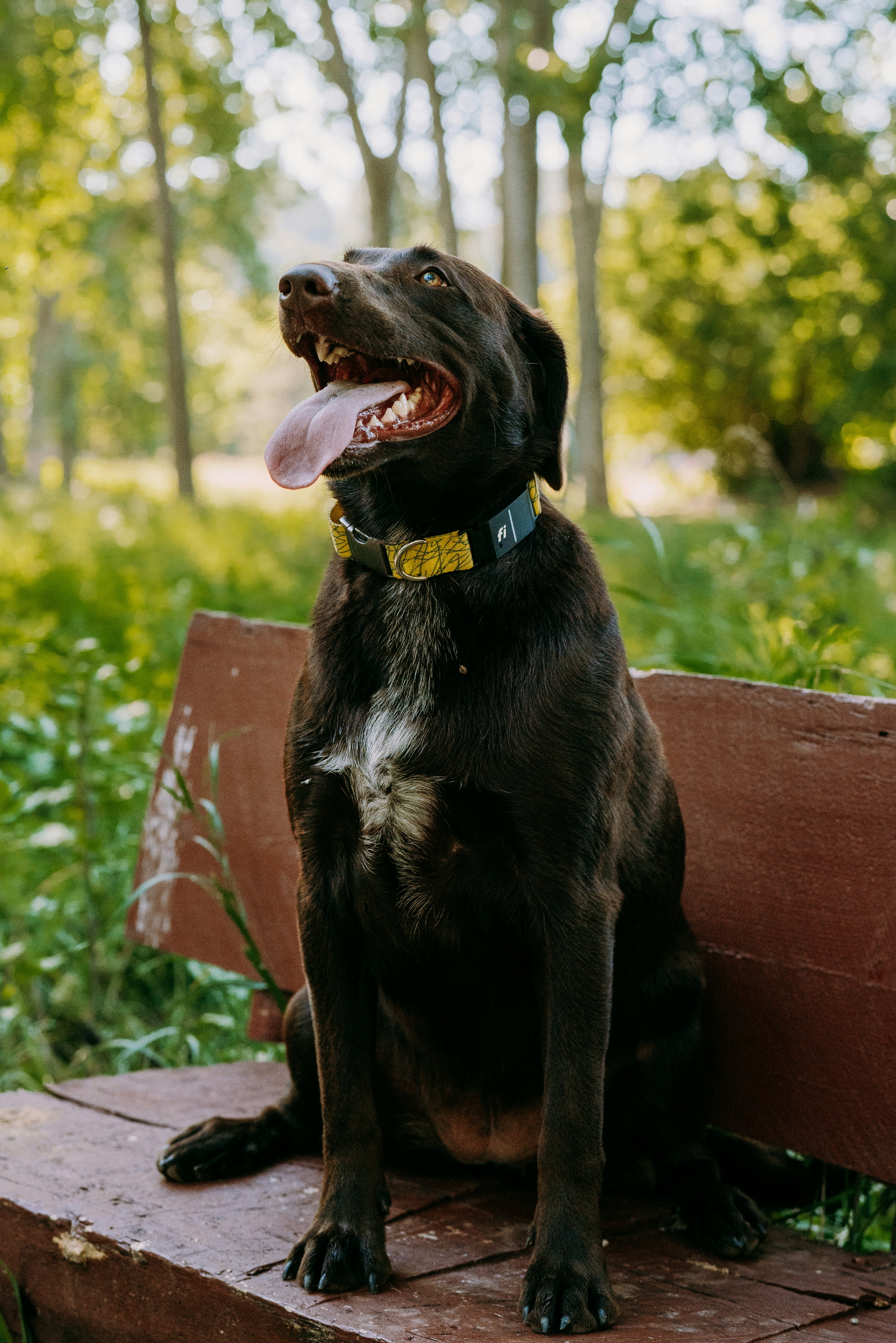 Sunlit Grin on a Weathered Park Bench: A Black Labrador at Ease