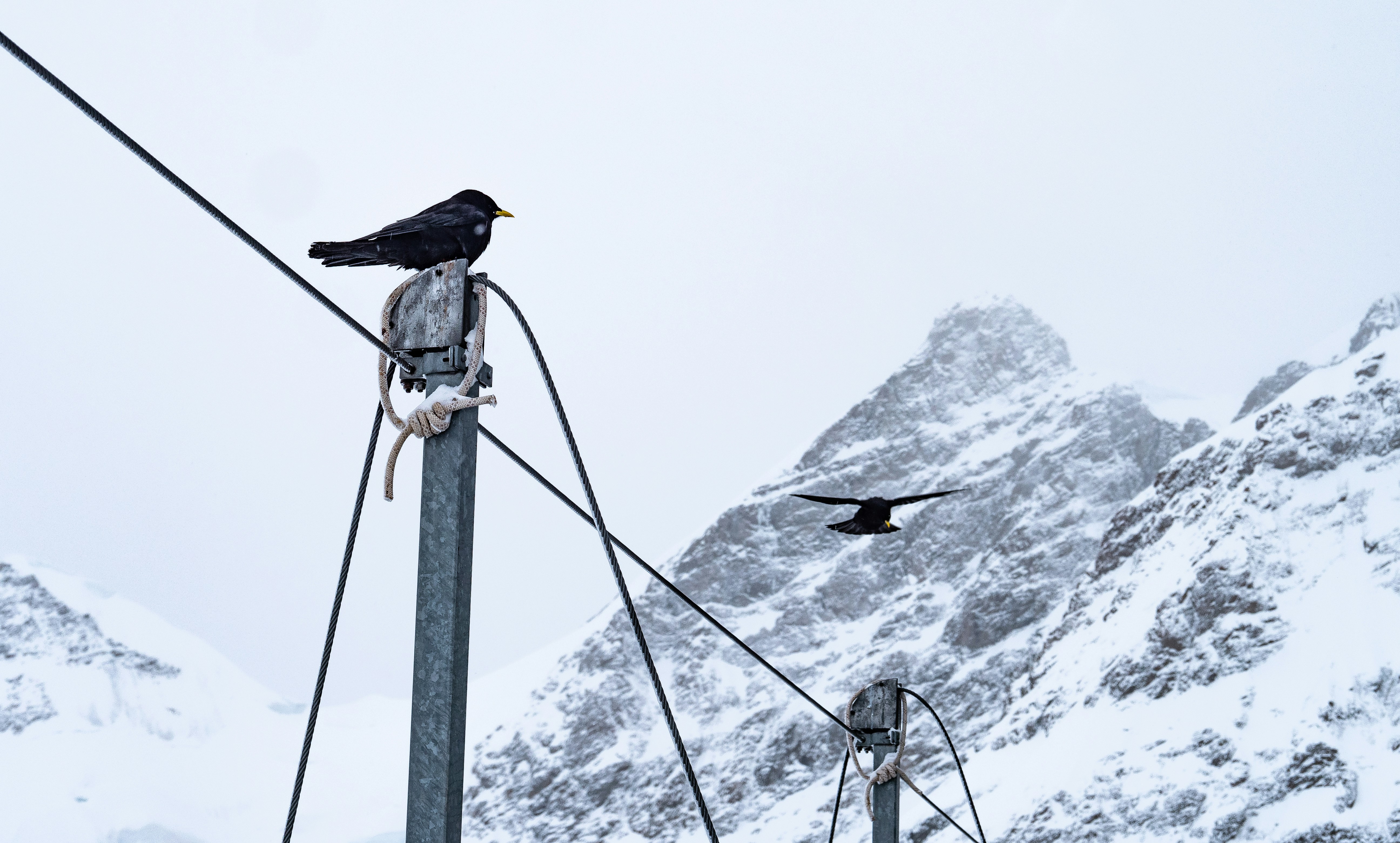 Sentinels on Steel: A Crow Watches Over a Snowbound Ridge