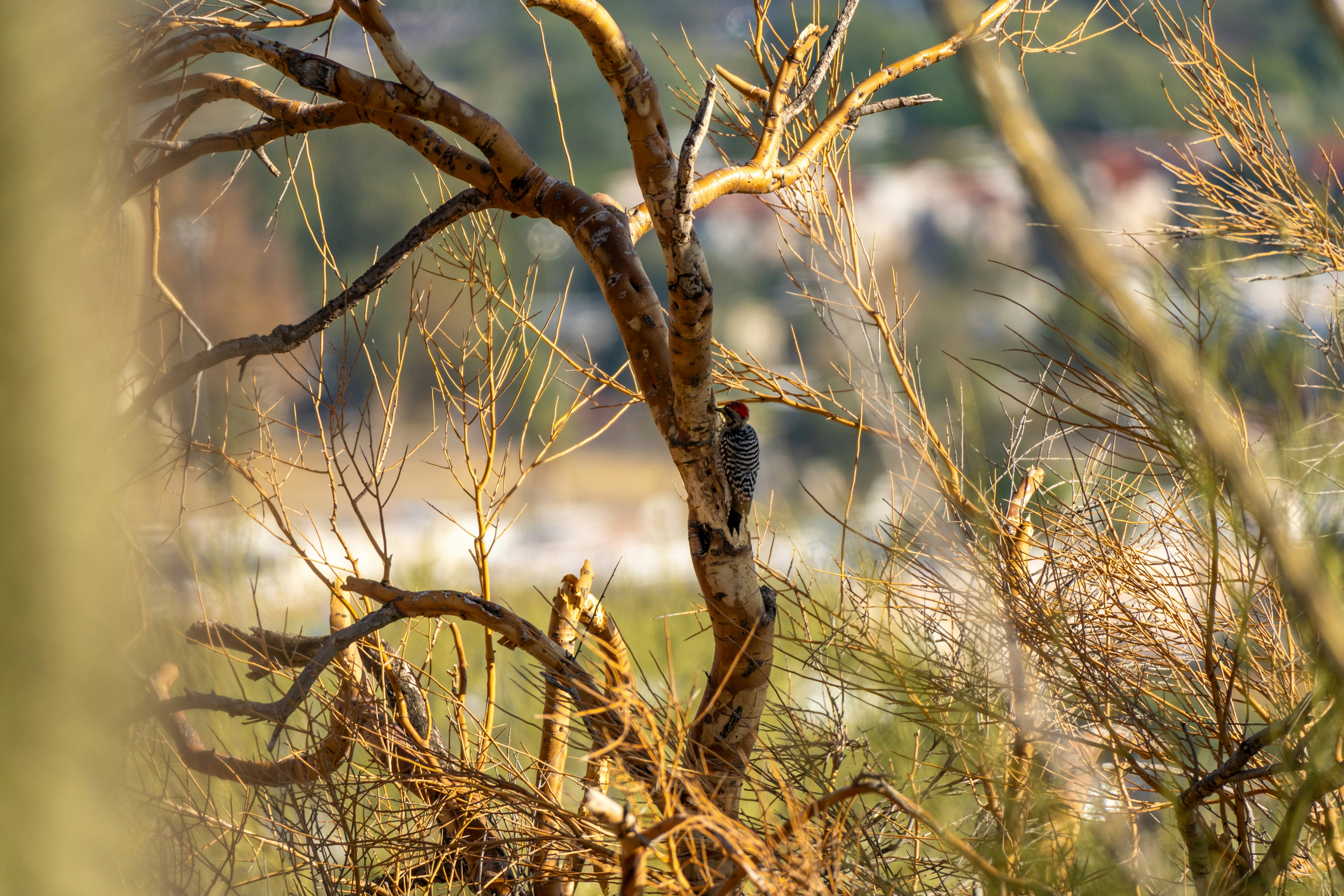 Spotted this cool guy just pecking away on an early morning hike near Sentinel peak in Tucson, AZ.