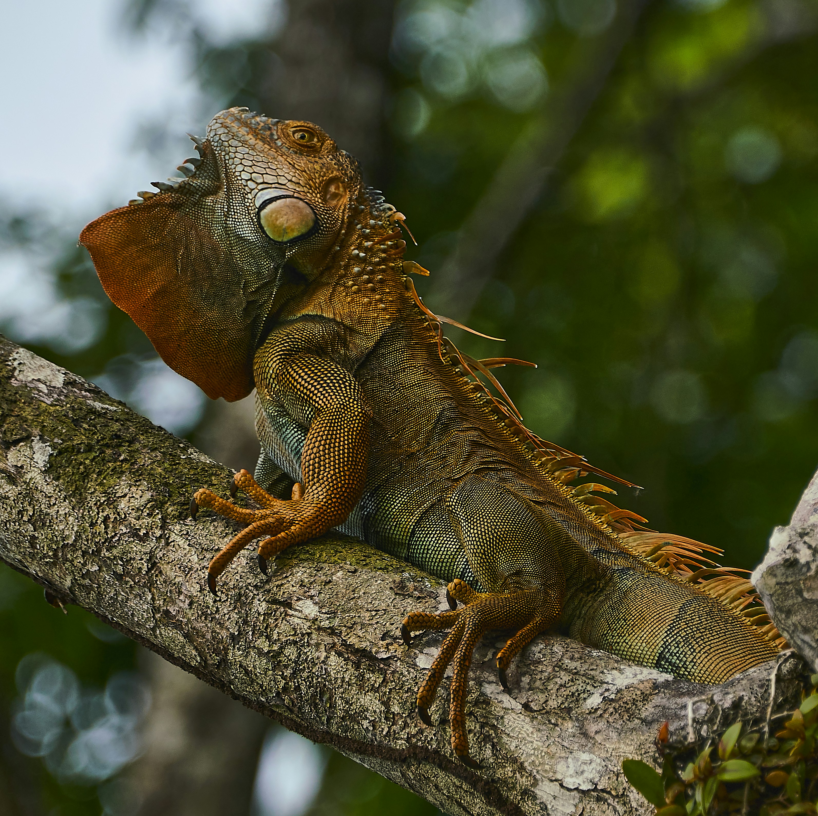 Crested Lizard Stare: A Sunlit Perch Above Bark