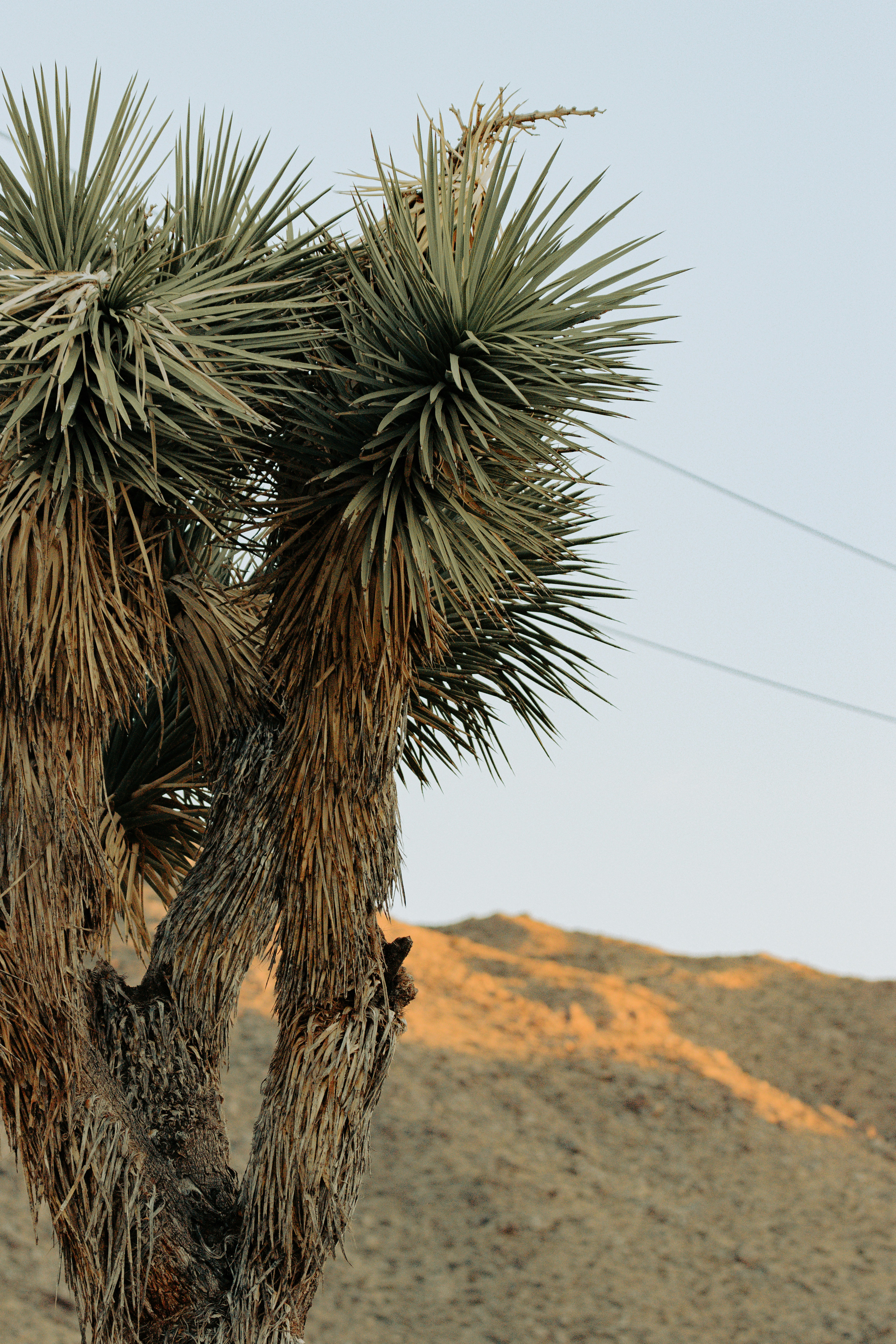Desert Yucca Sentinel Against a Drowsy Ridge