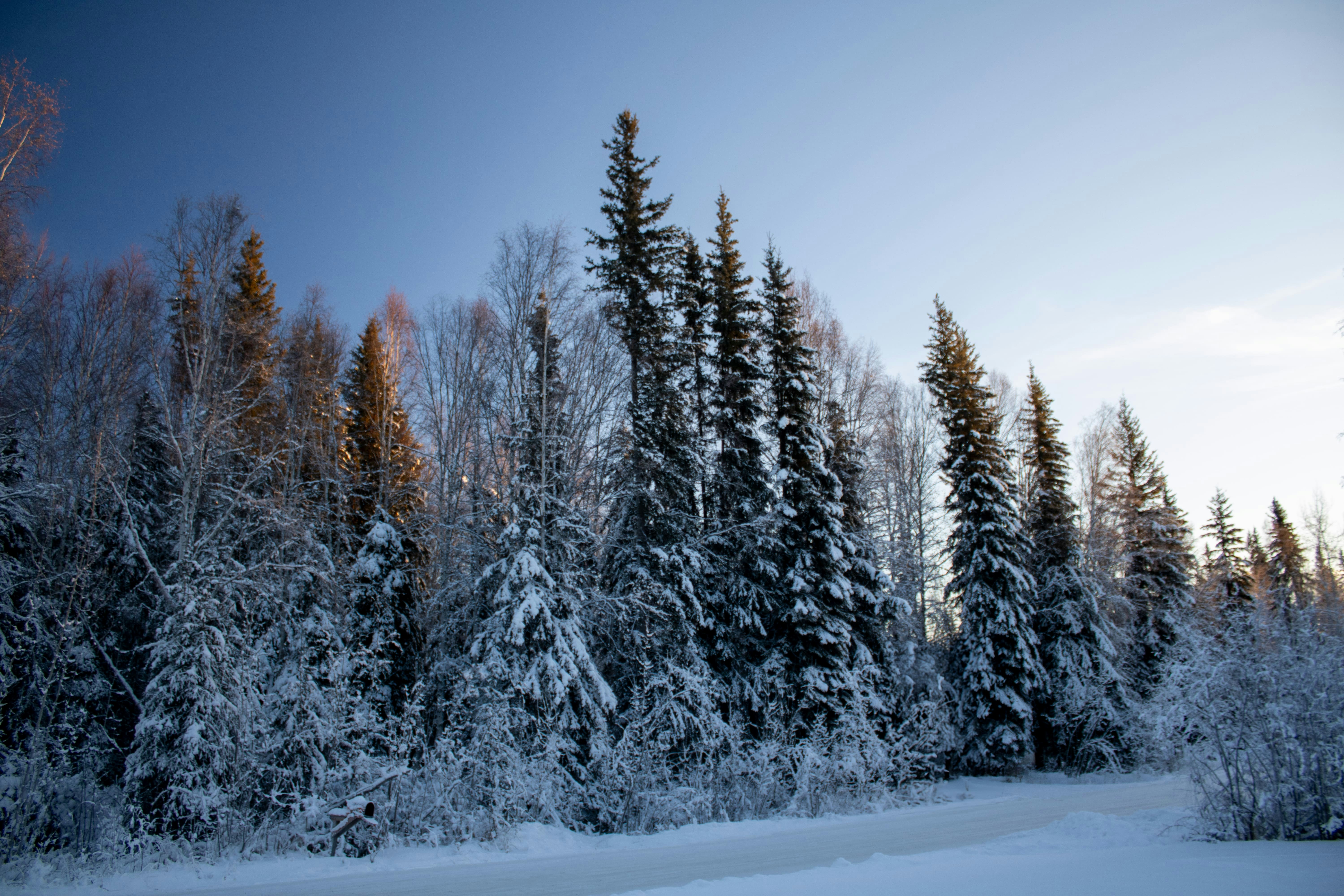 A group of pine trees covered in snow photo – Free Alaska Image on Unsplash