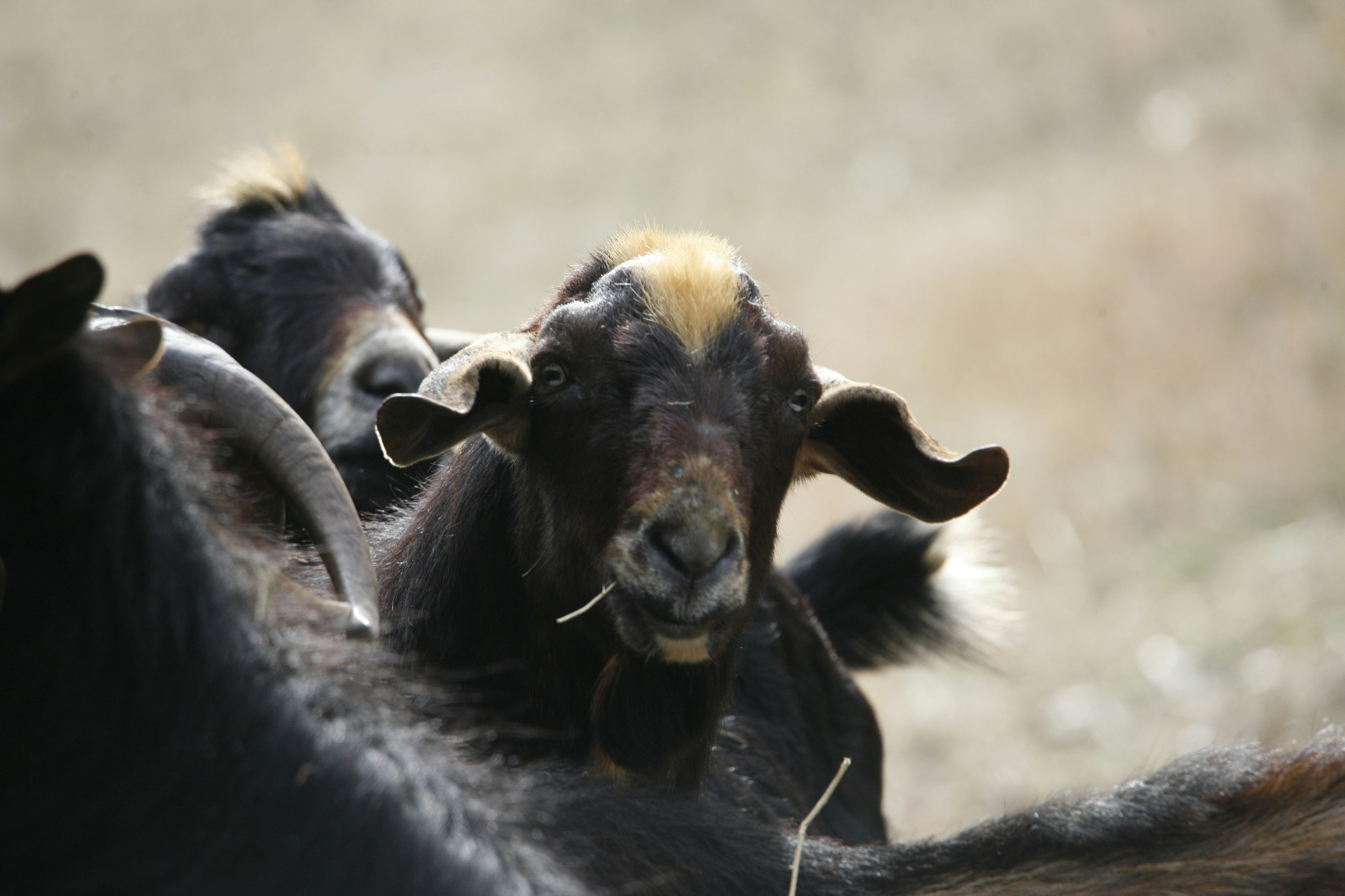 Close-Up of a Curious Goat Peering Through the Herd