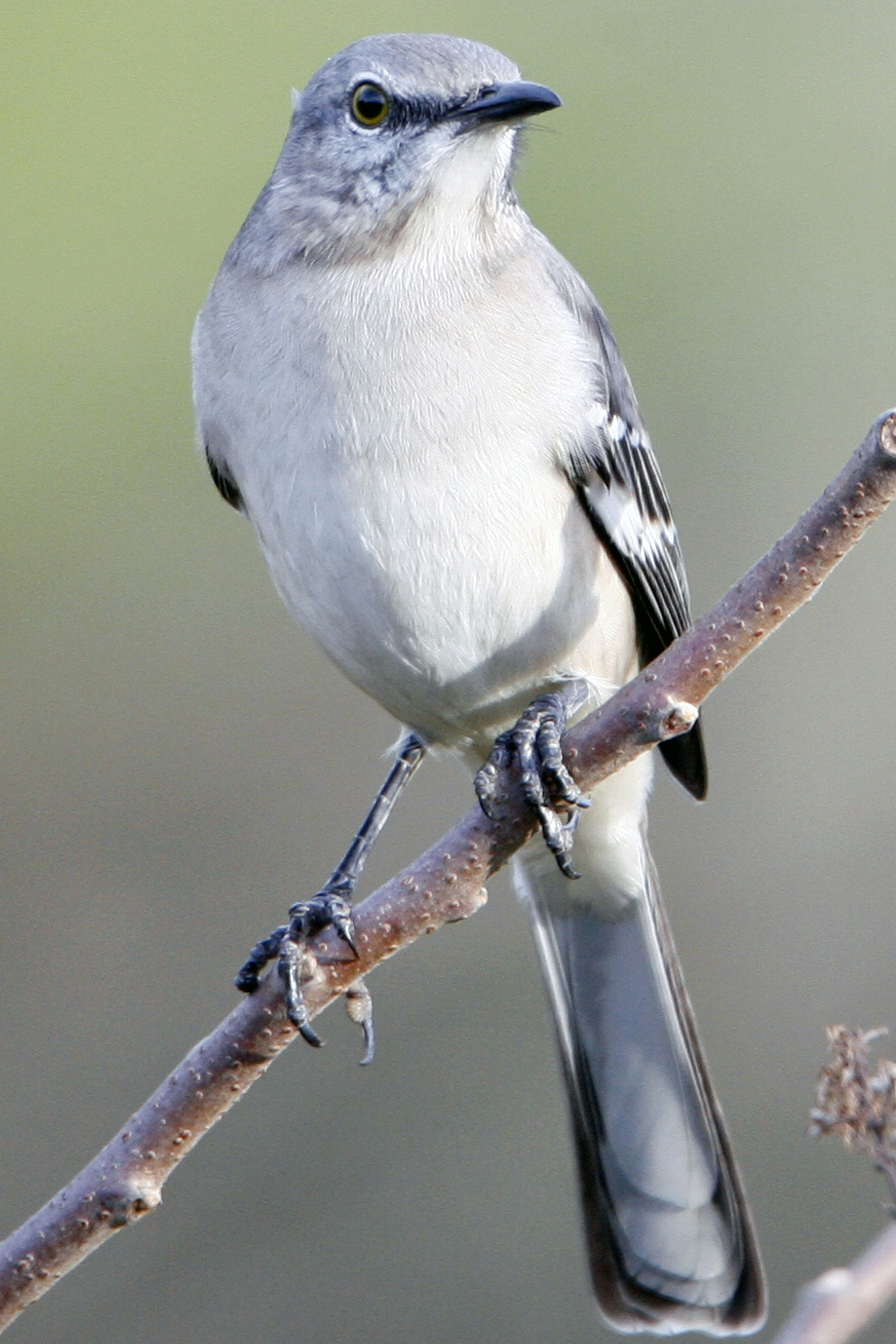 Mockingbird Pictures | Download Free Images on Unsplash
