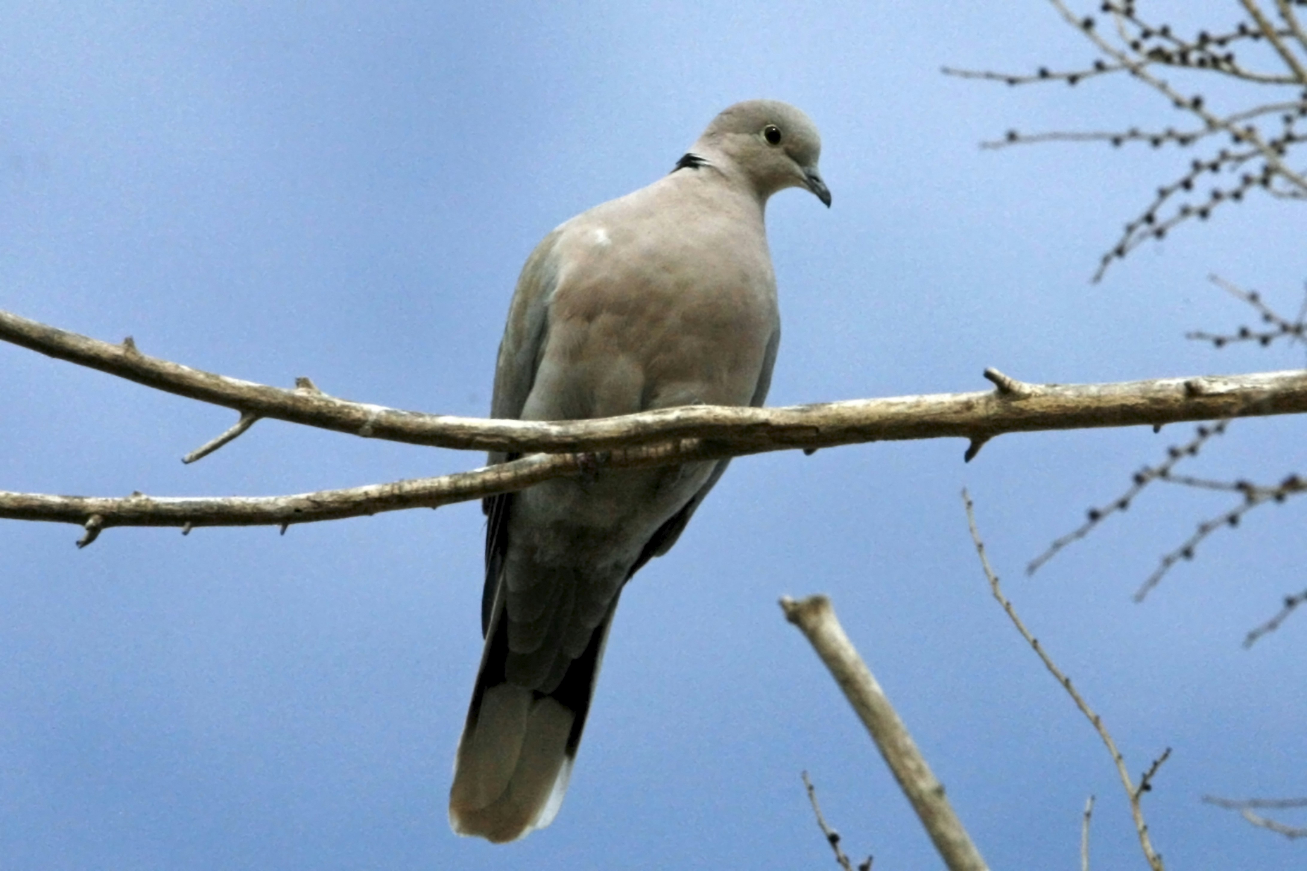 Serenity in Stillness: The Perched Dove