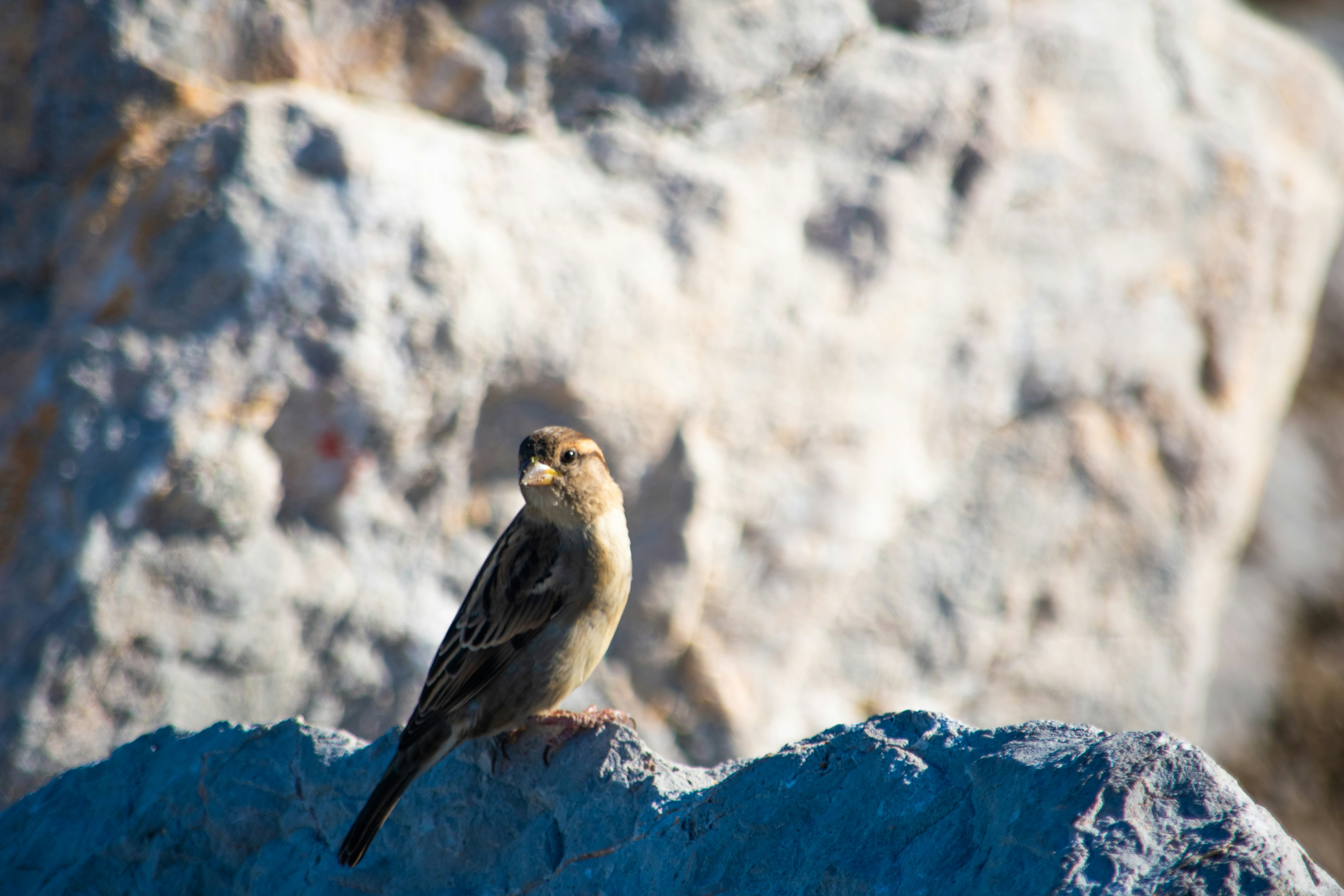 Cerulean Perch: a lone sparrow on sunlit blue rock