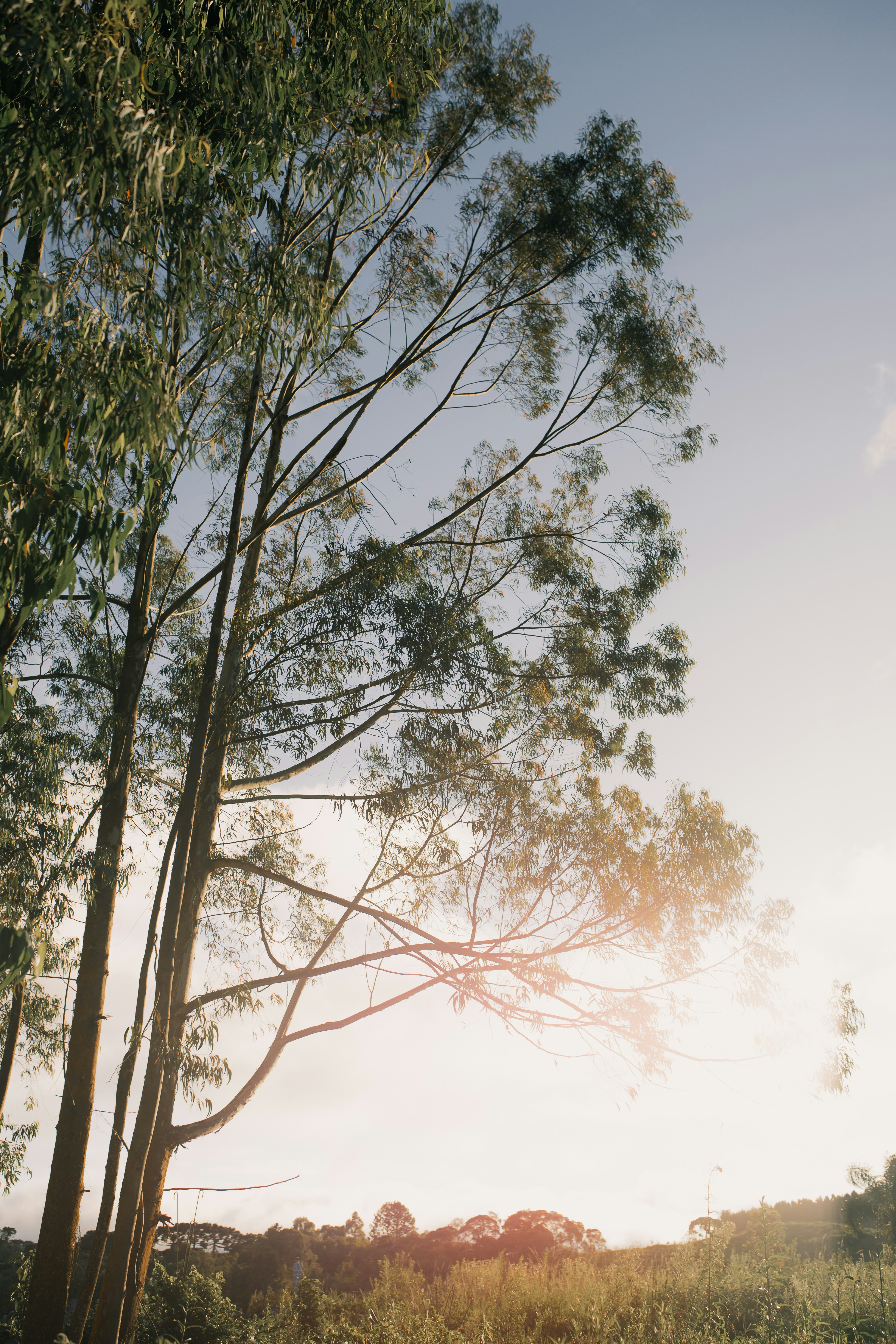 Foto El sol brilla a través de los árboles en el campo – Imagen ...