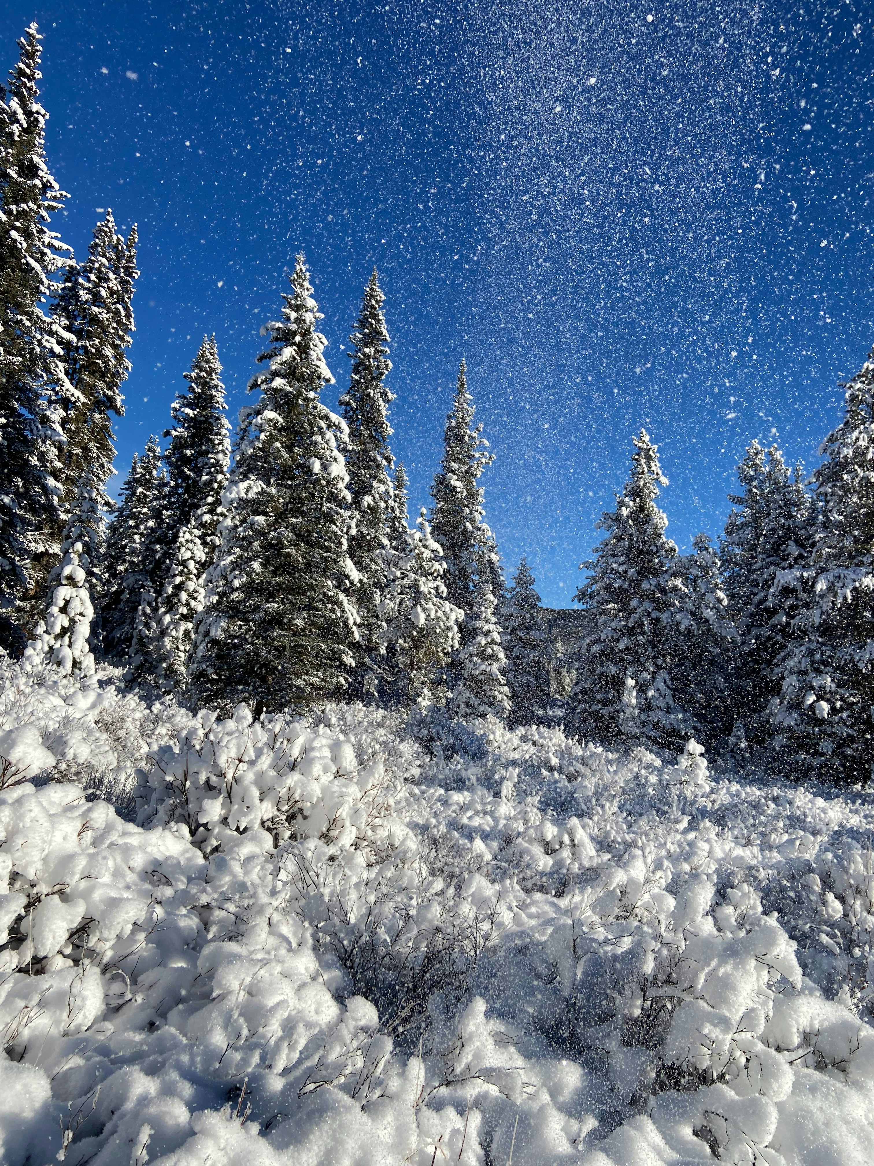 A snow covered field with trees in the background photo – Free Falling ...