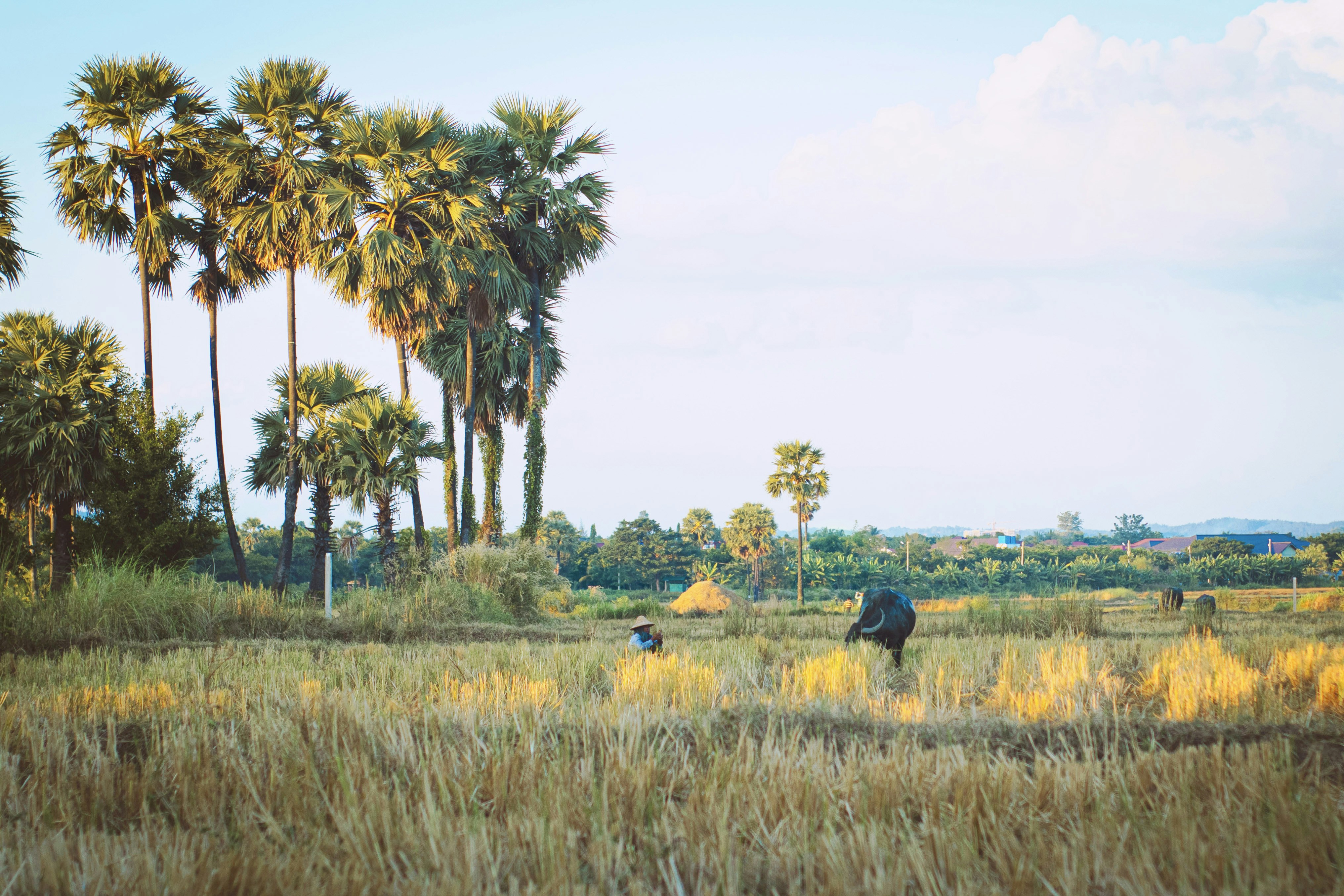 Farmers working in golden rice fields under swaying palm trees, capturing the essence of rural life. A tranquil scene showcasing agricultural practices.
