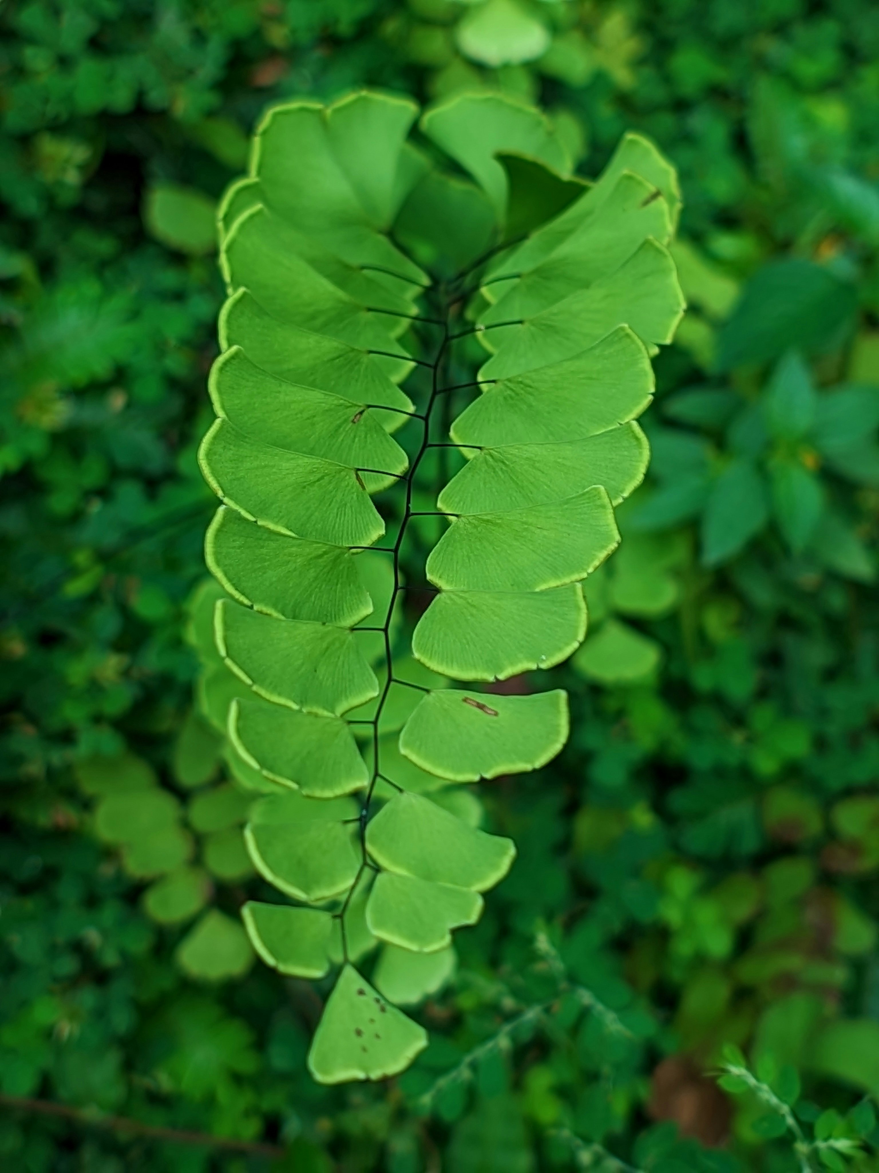 Center of Fern: a single frond unfolds against a lush green backdrop
