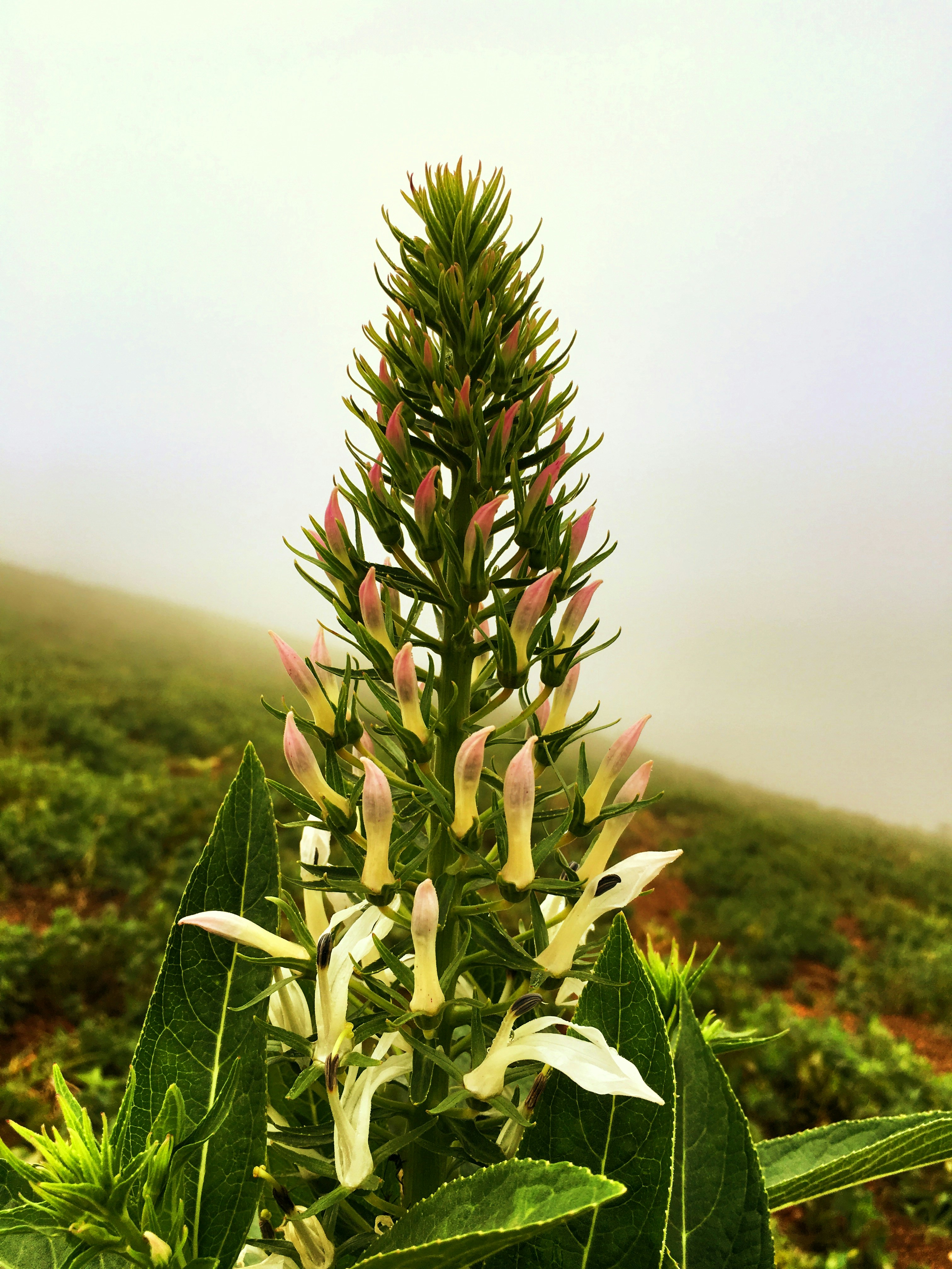 Mistbound Spike: Close-up of a white-pink bloom piercing the morning fog