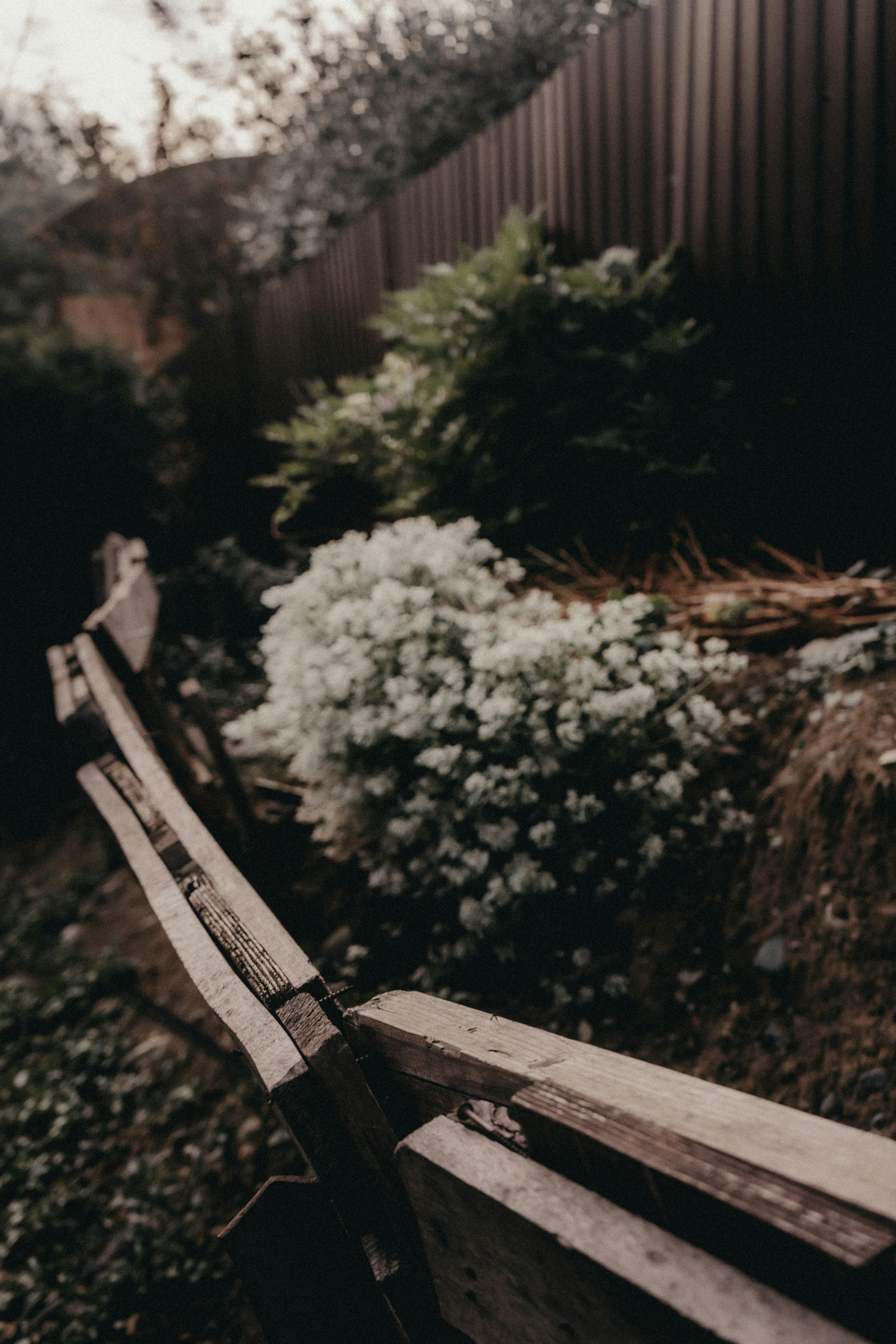 Sepia Boundary: Weathered Wood Framing a Soft Hedge at Dusk