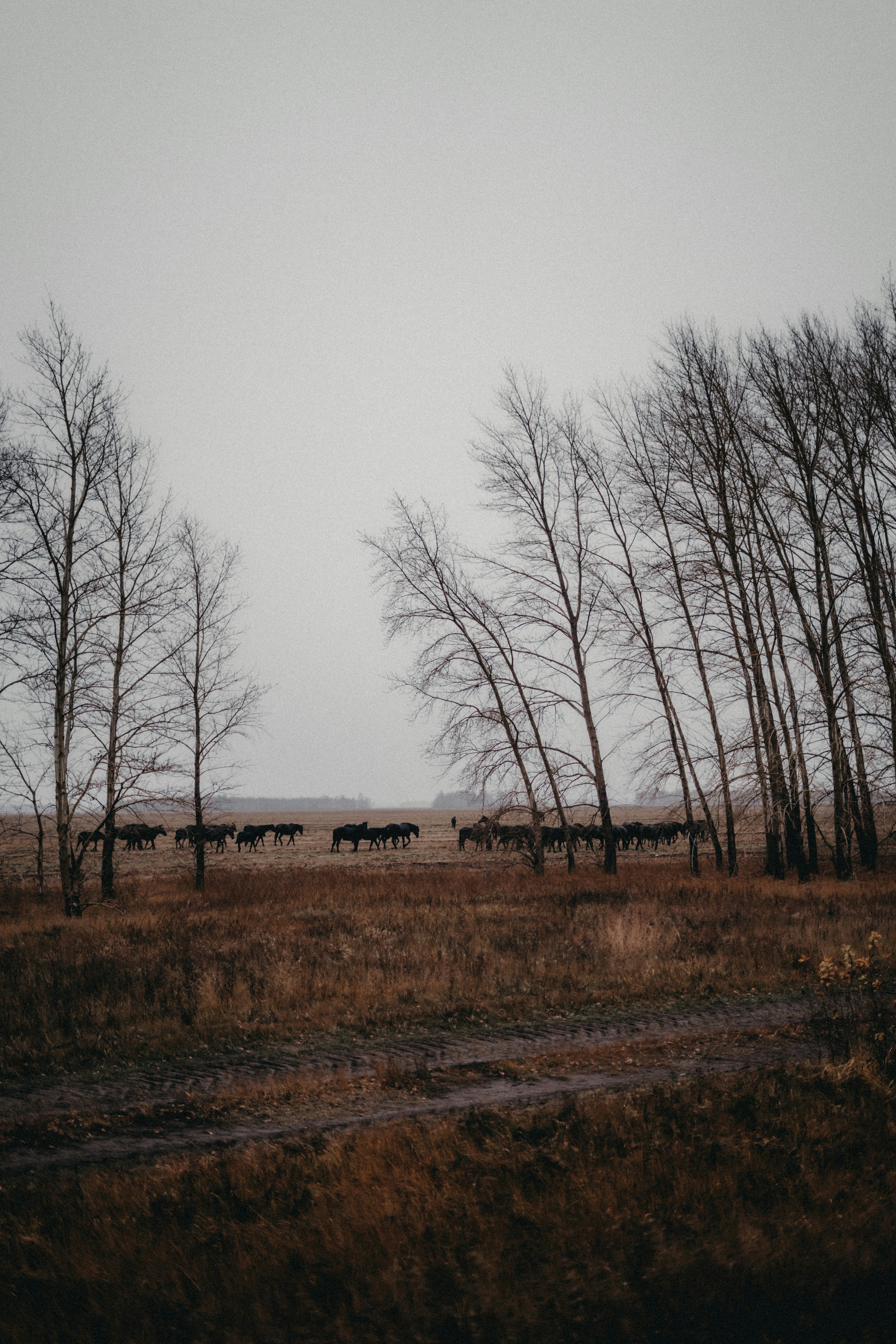 Horizon Herd Between Leafless Sentinels