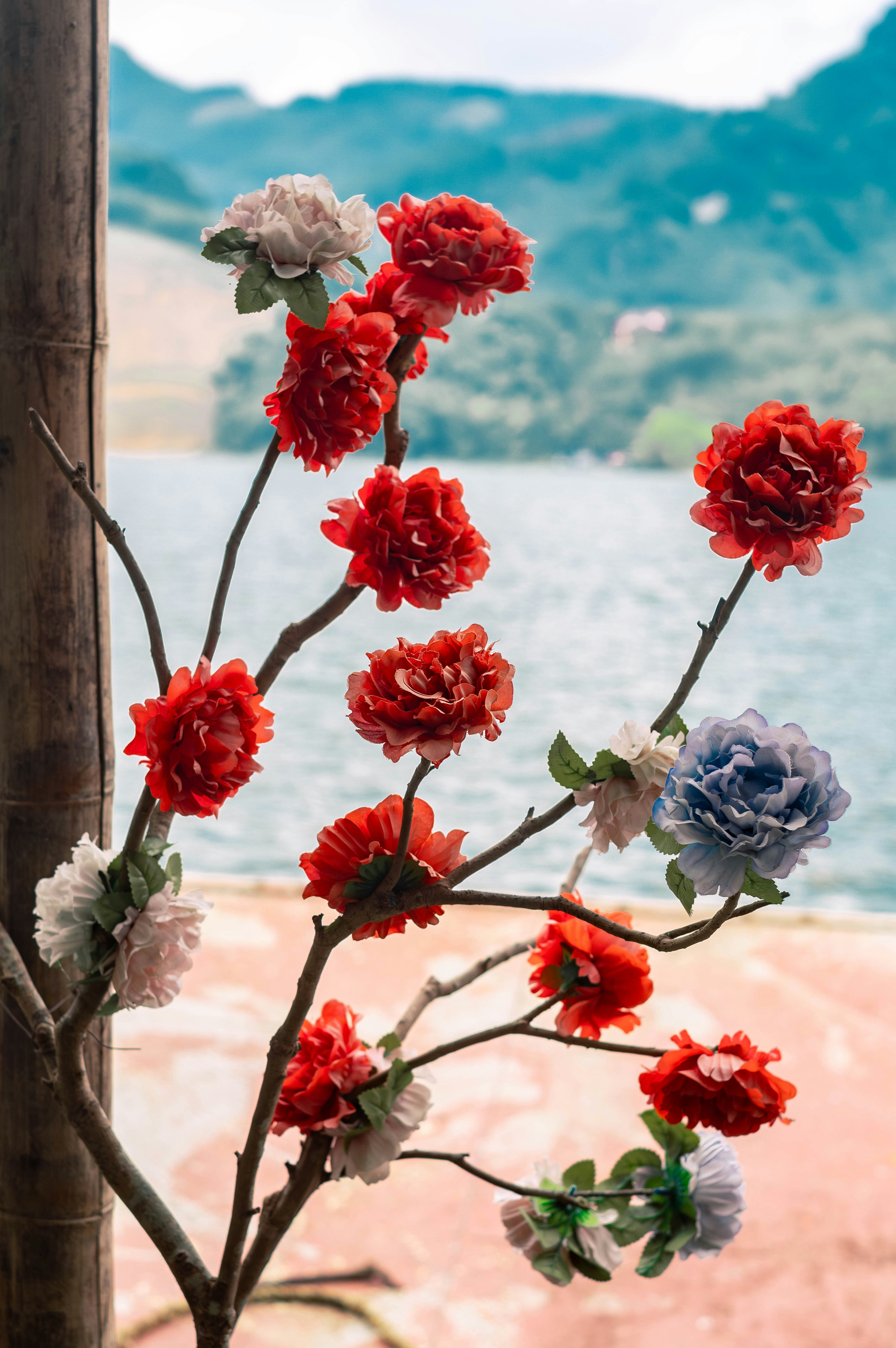 Crimson Rosettes Draped Along a Lakeside Branch