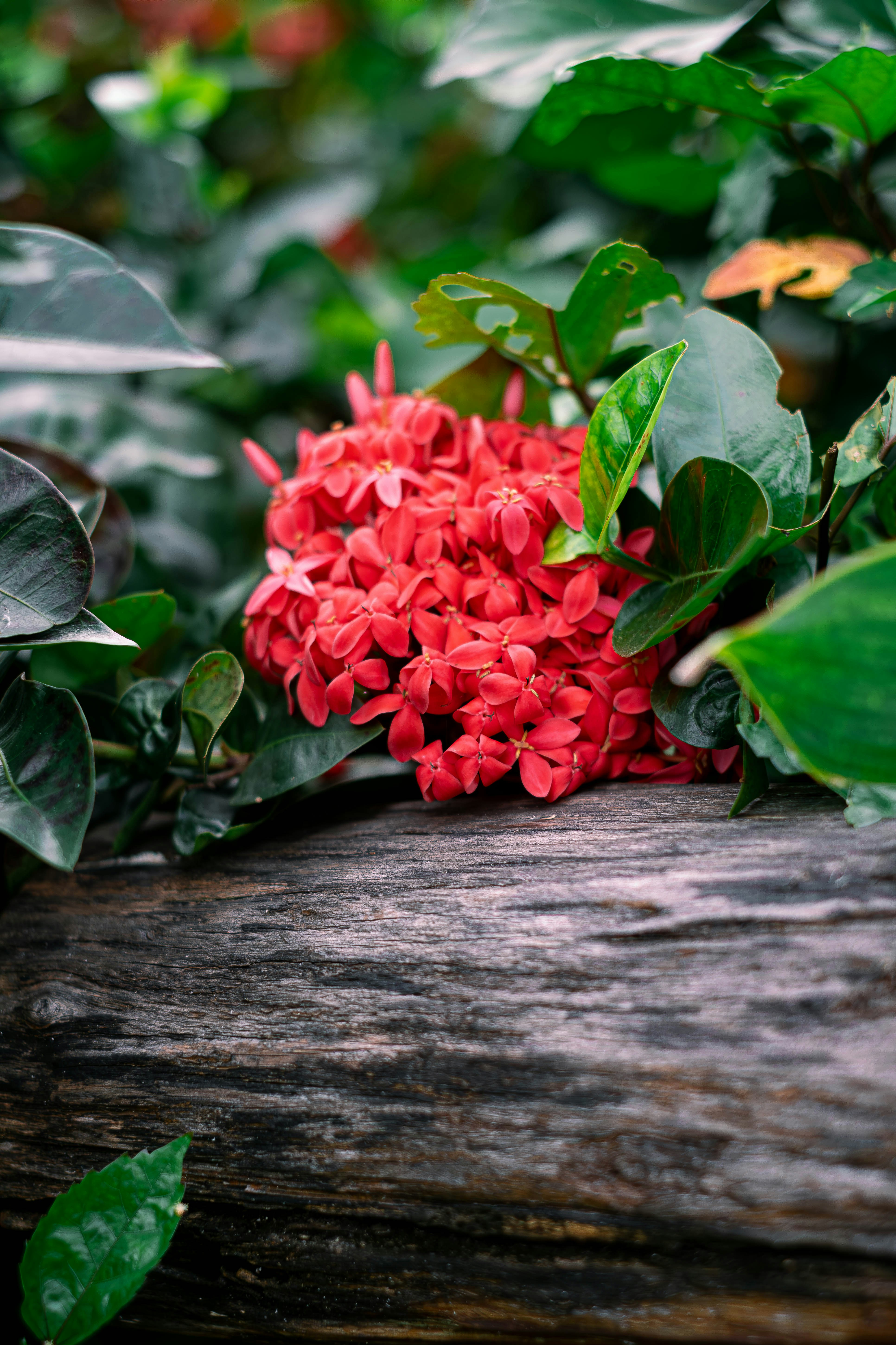 Crimson Ixora on Weathered Wood: Quiet Garden Moment