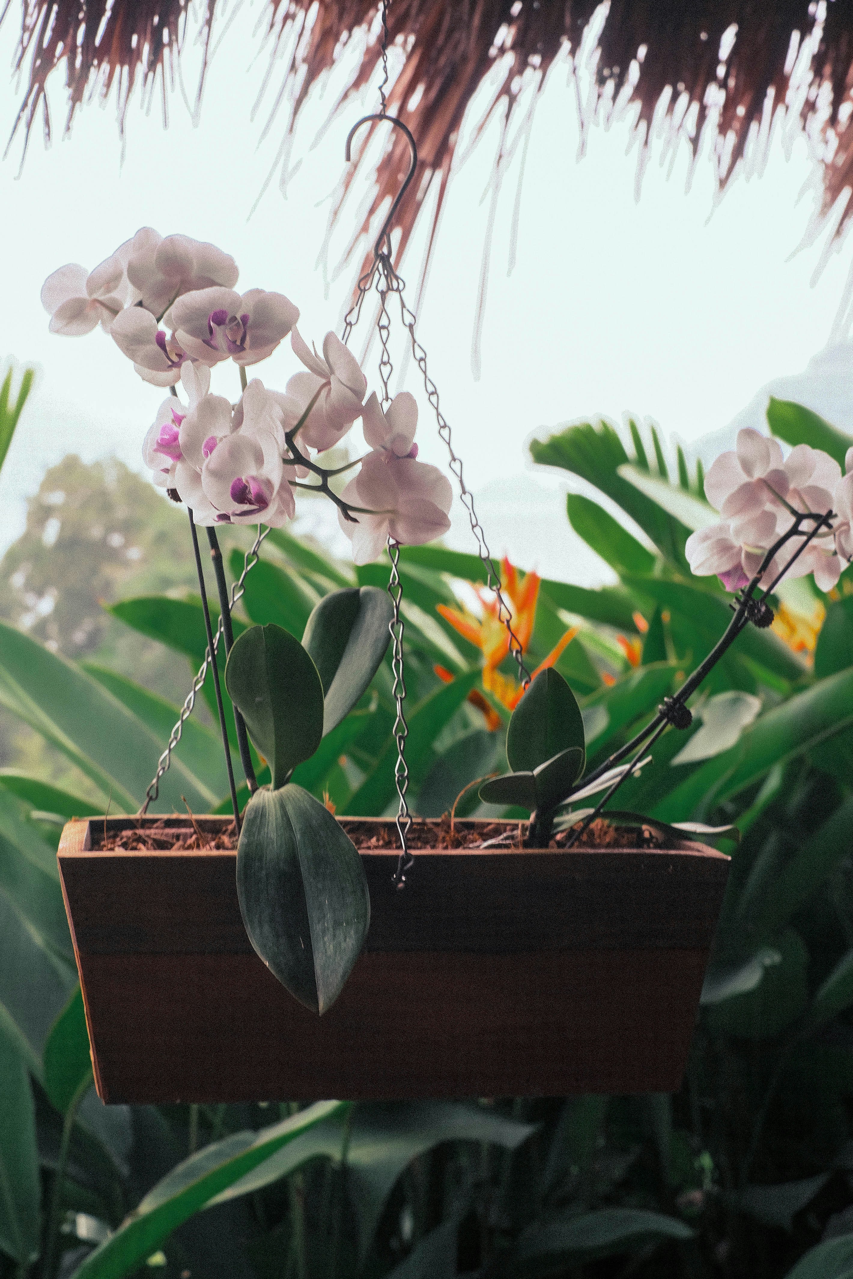 Whispering Orchids in a Hanging Basket Against a Tropical Backdrop