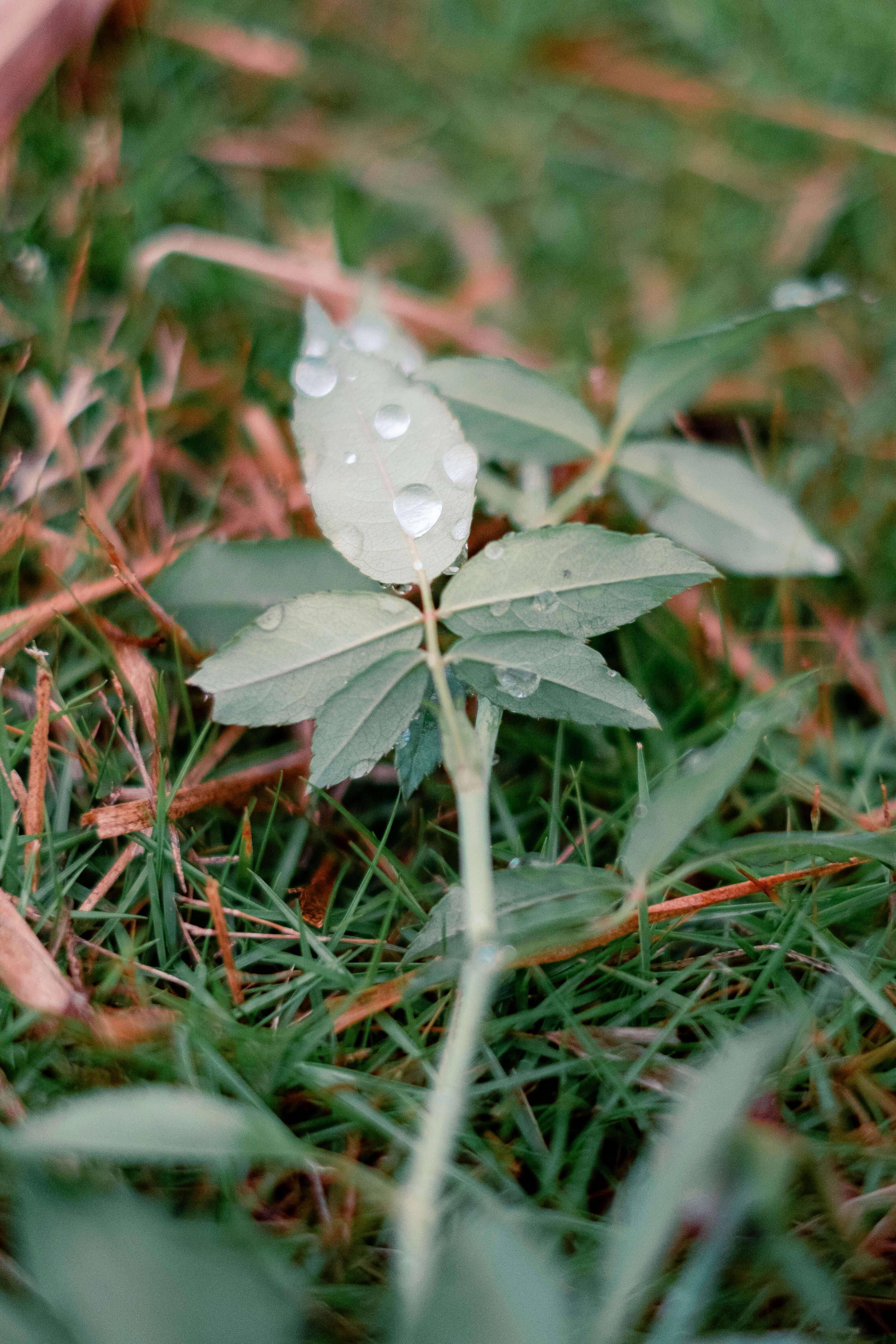 Dew-Laden Leaf in a Quiet Meadow of Blur