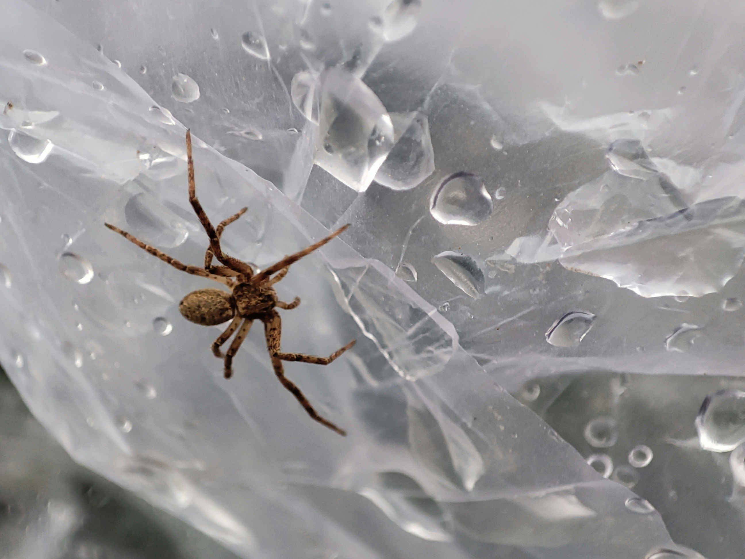 Macro photograph of a brown spider clinging to a translucent plastic sheet studded with droplets, with subtle texture and reflections.