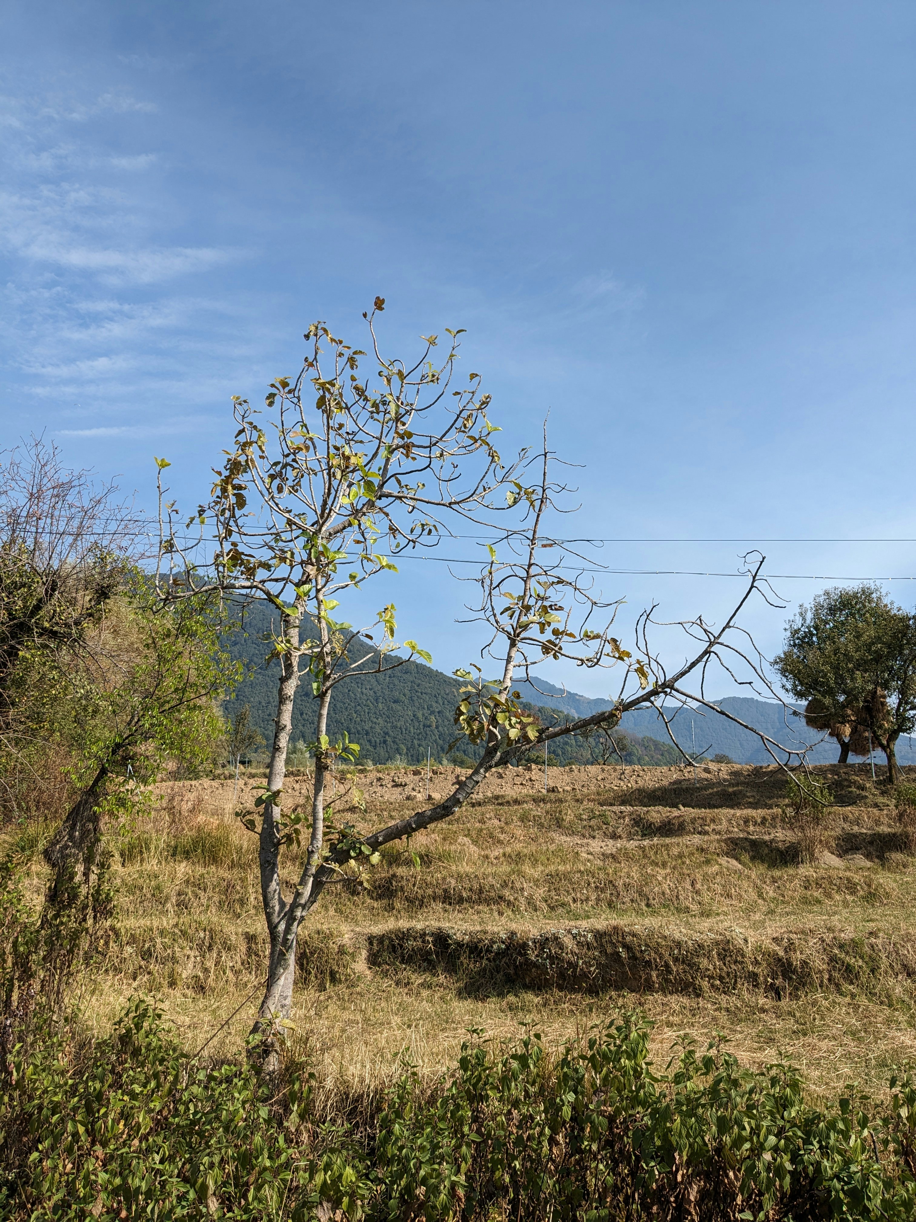 Sparse-leaved tree dominates a sunlit meadow with distant mountains and a clear blue sky.