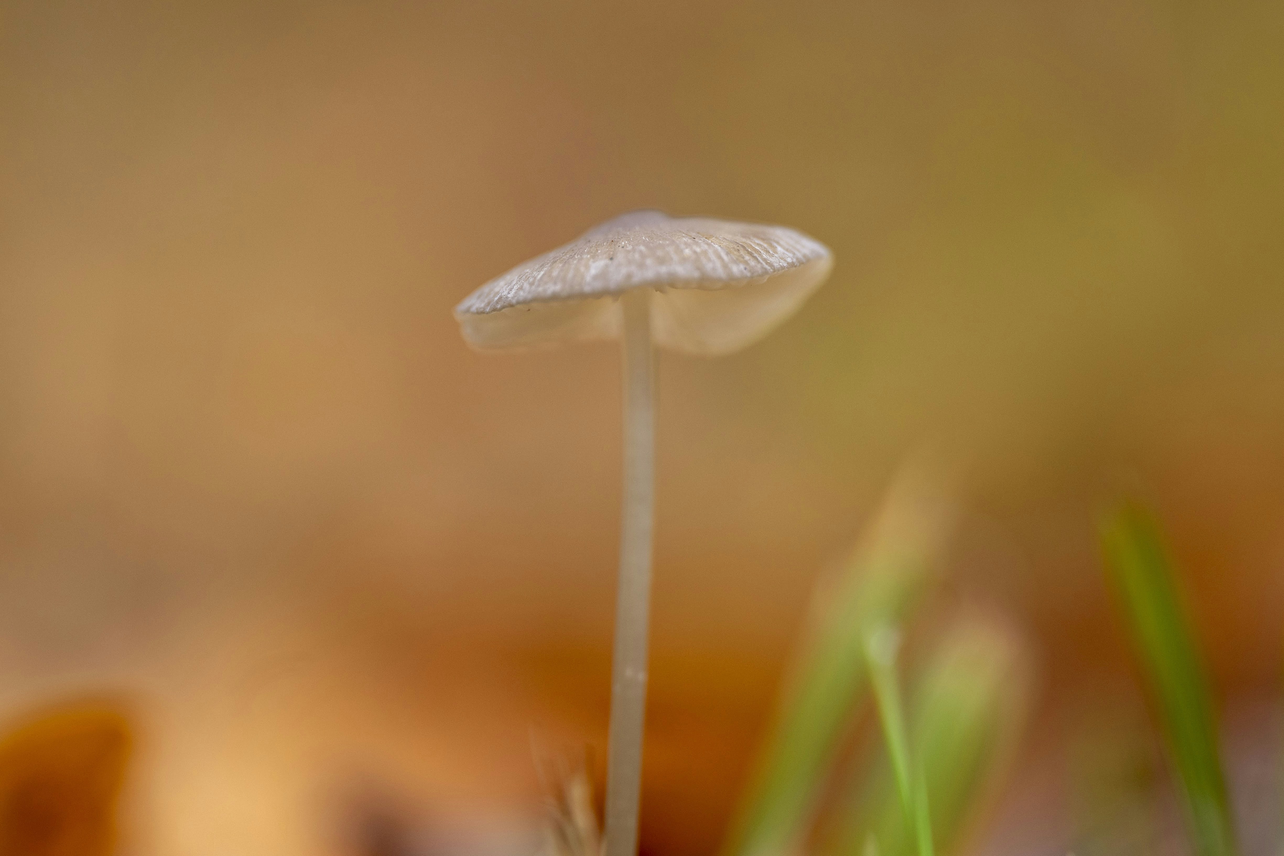 Foto Un pequeño hongo blanco sentado en la cima de un exuberante campo ...