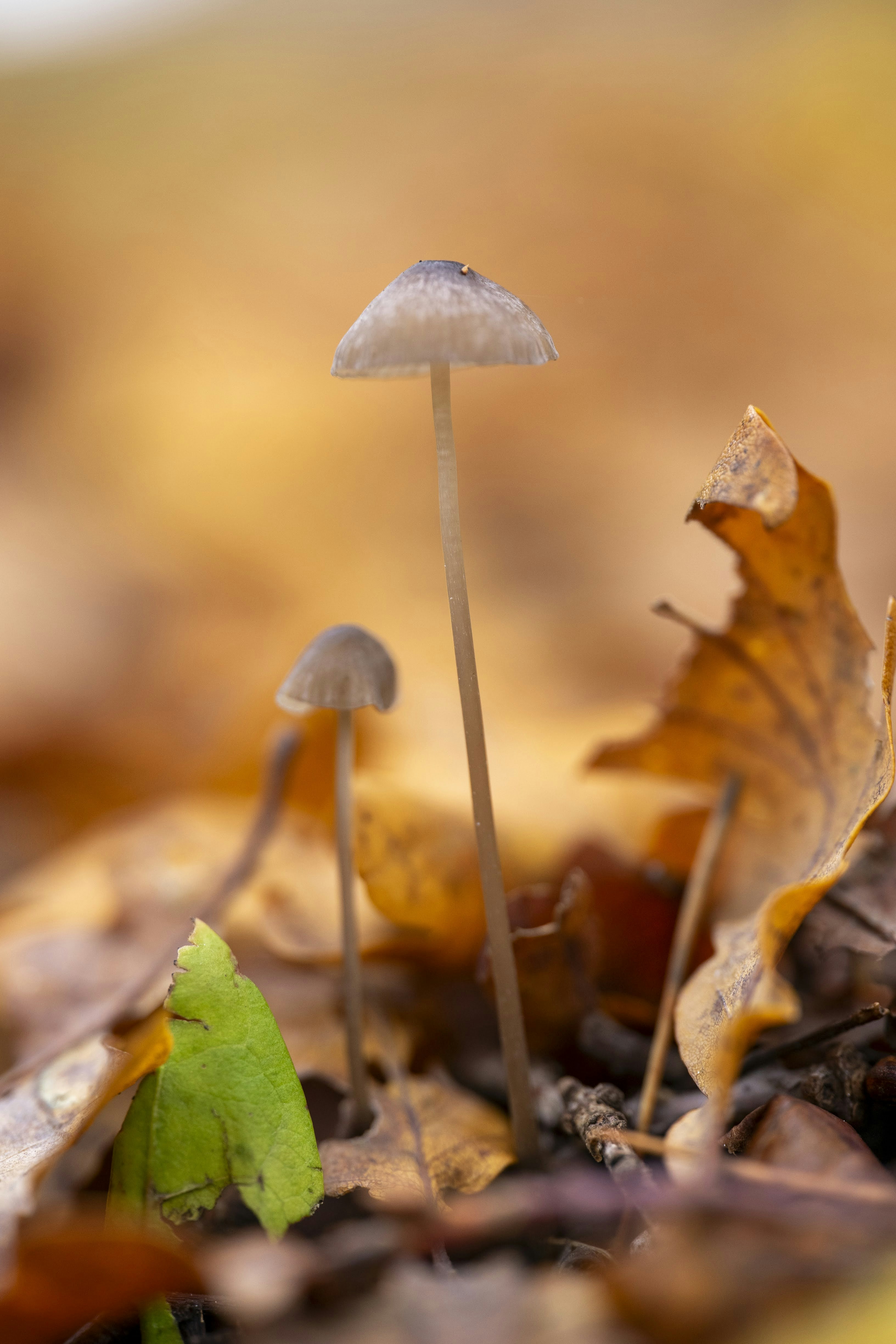 Photo by Milena Spak Bozek with Sony Alpha 7 II