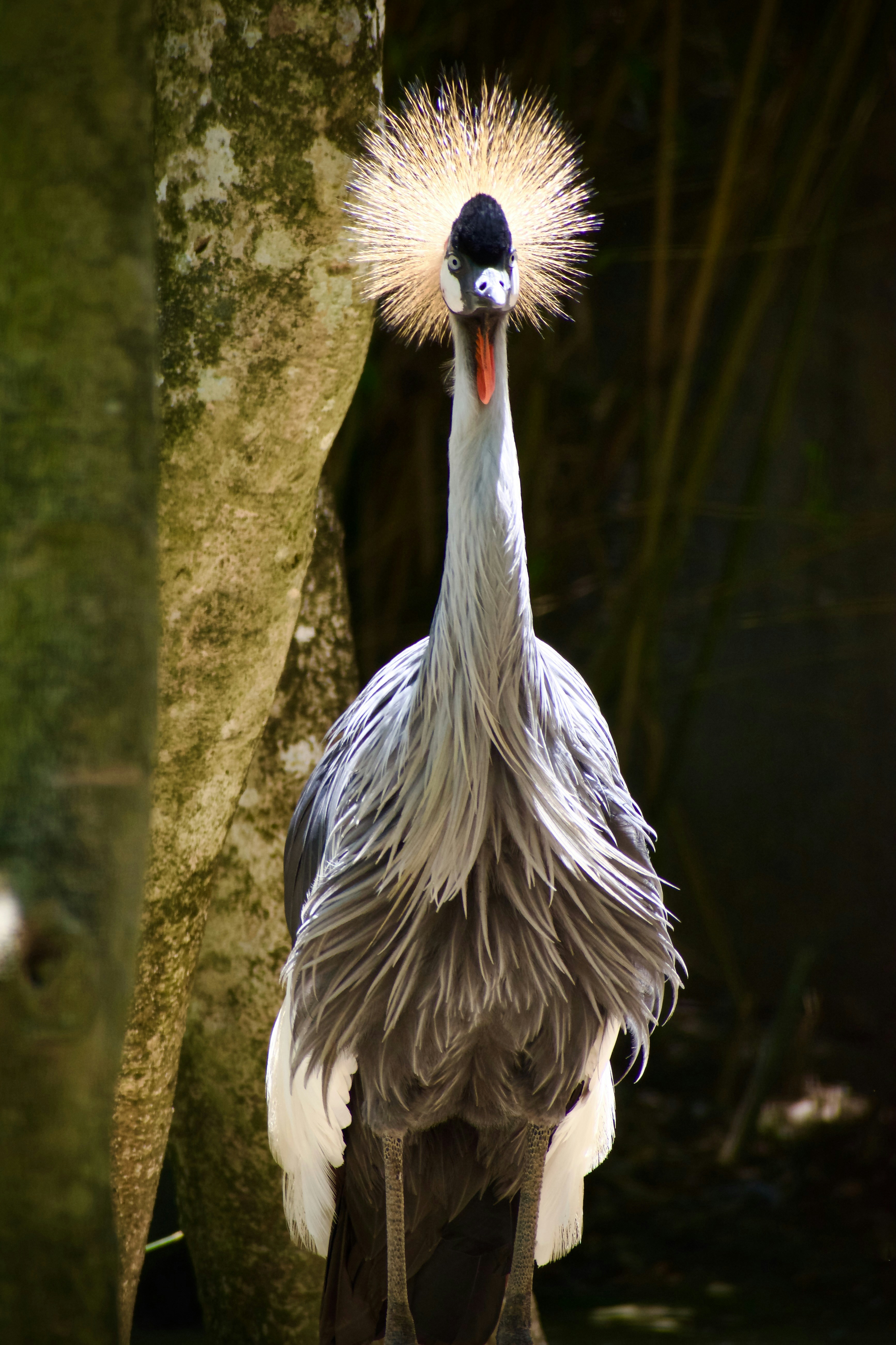 A large bird standing next to a tree photo – Free Animal Image on Unsplash