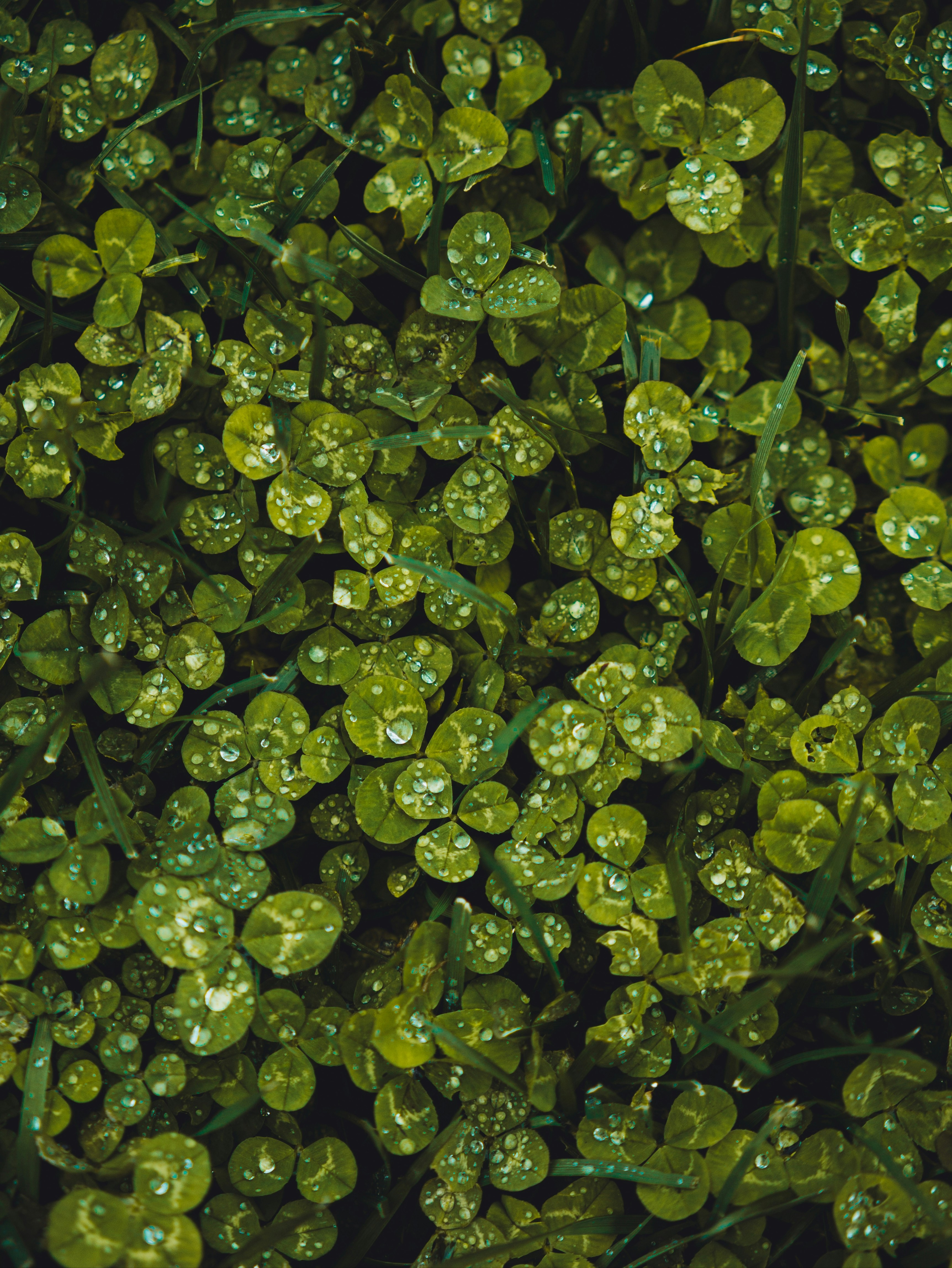Dew-Kissed Clover Carpet: A Close-Up of Verdant Groundcover