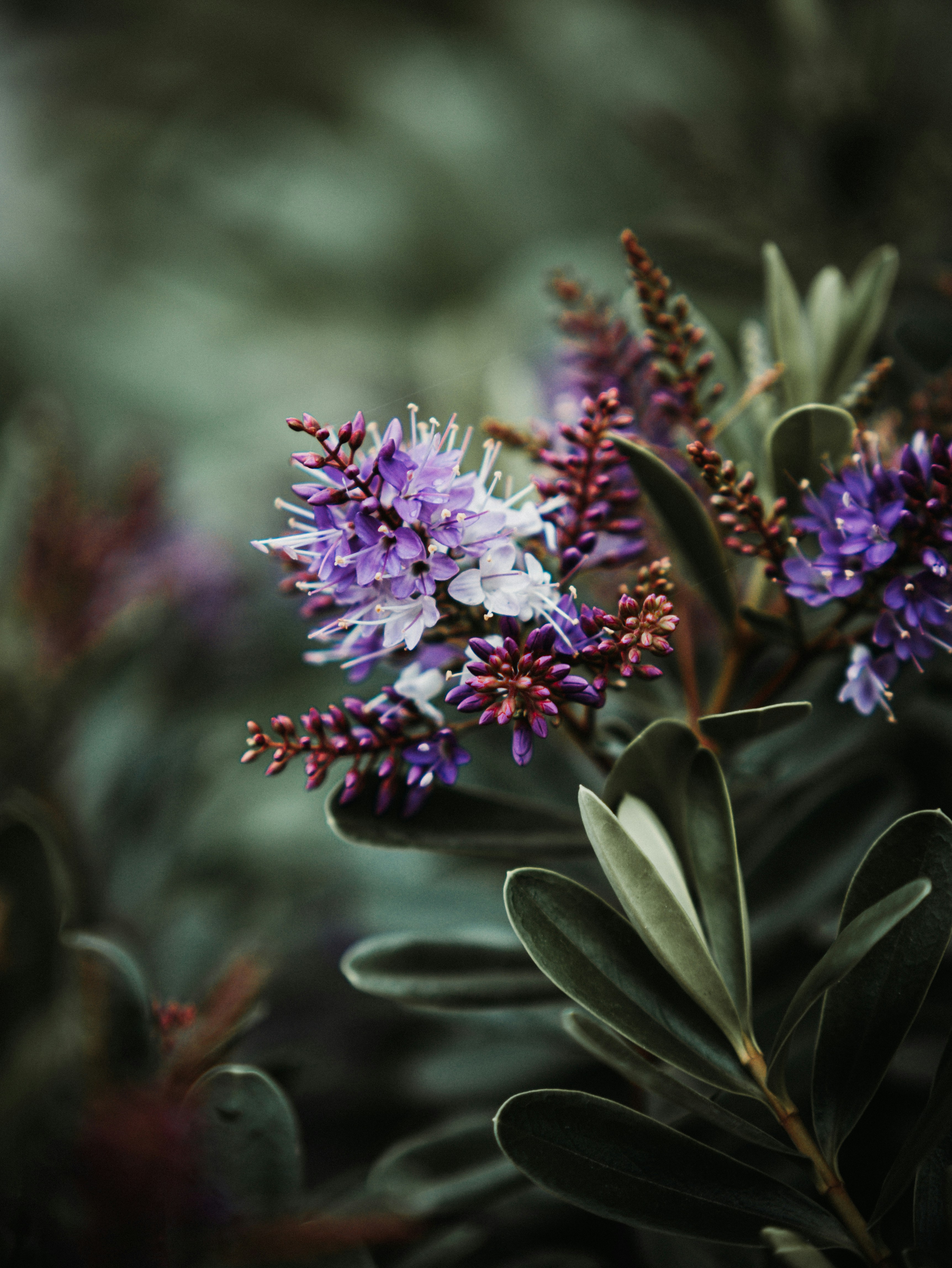 Purple Crown of Spring: Close-Up on Leafy Lavender Blooms