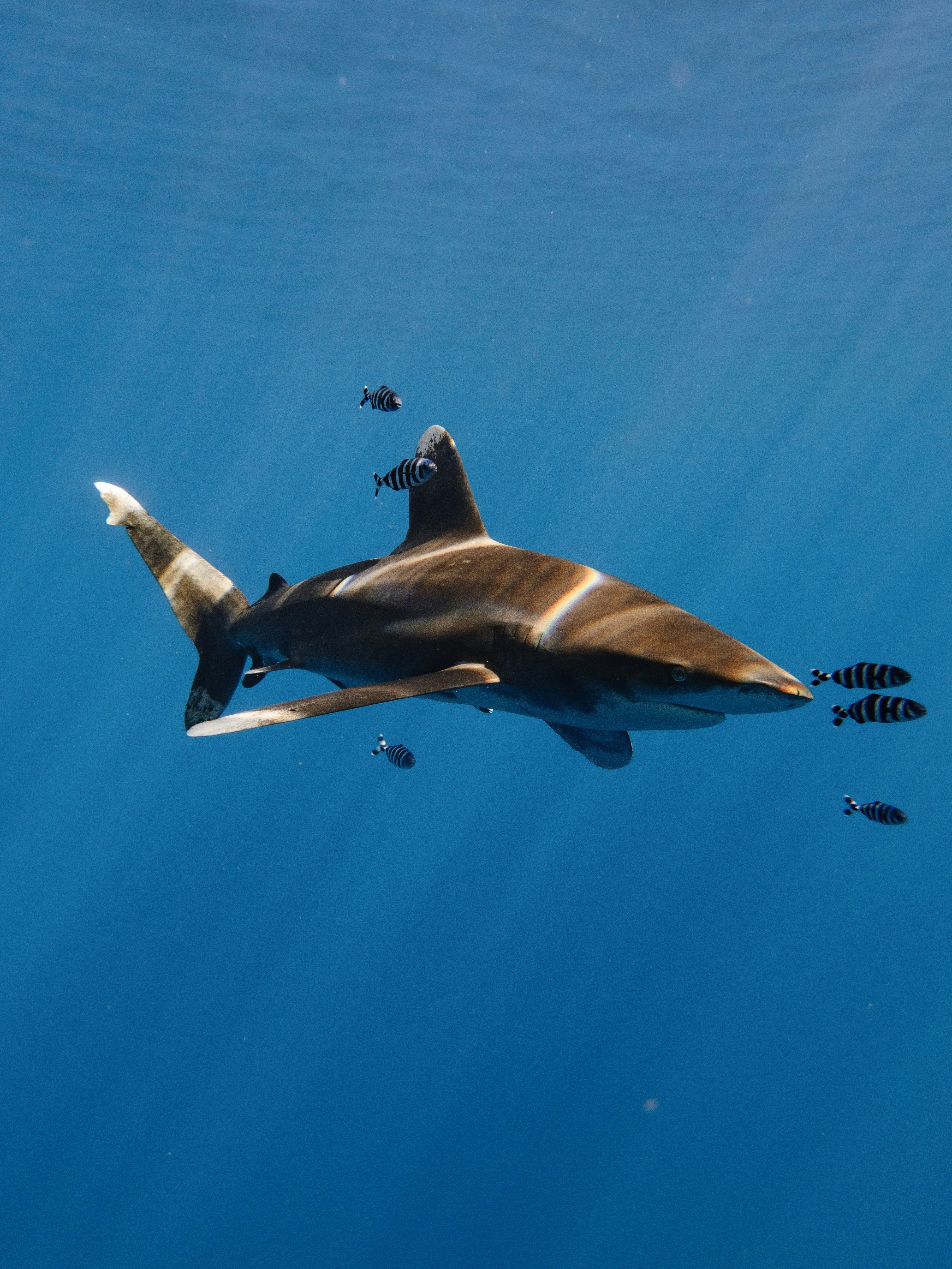 A large shark swimming in the ocean photo – Free Shark Image on Unsplash