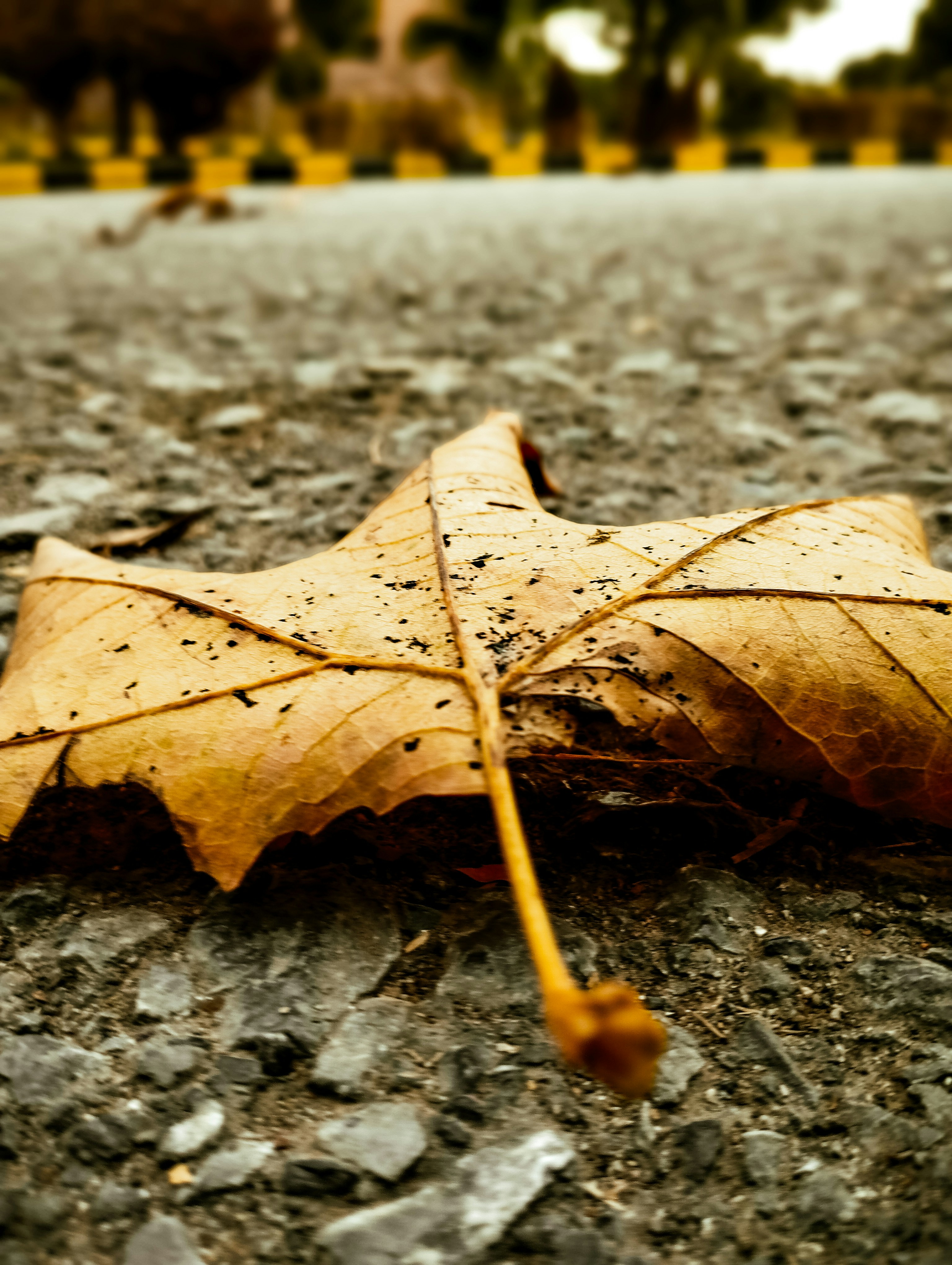 Macro photograph of a dried autumn leaf lying on rough asphalt, with a shallow depth of field drawing attention to the leaf's veins and texture.